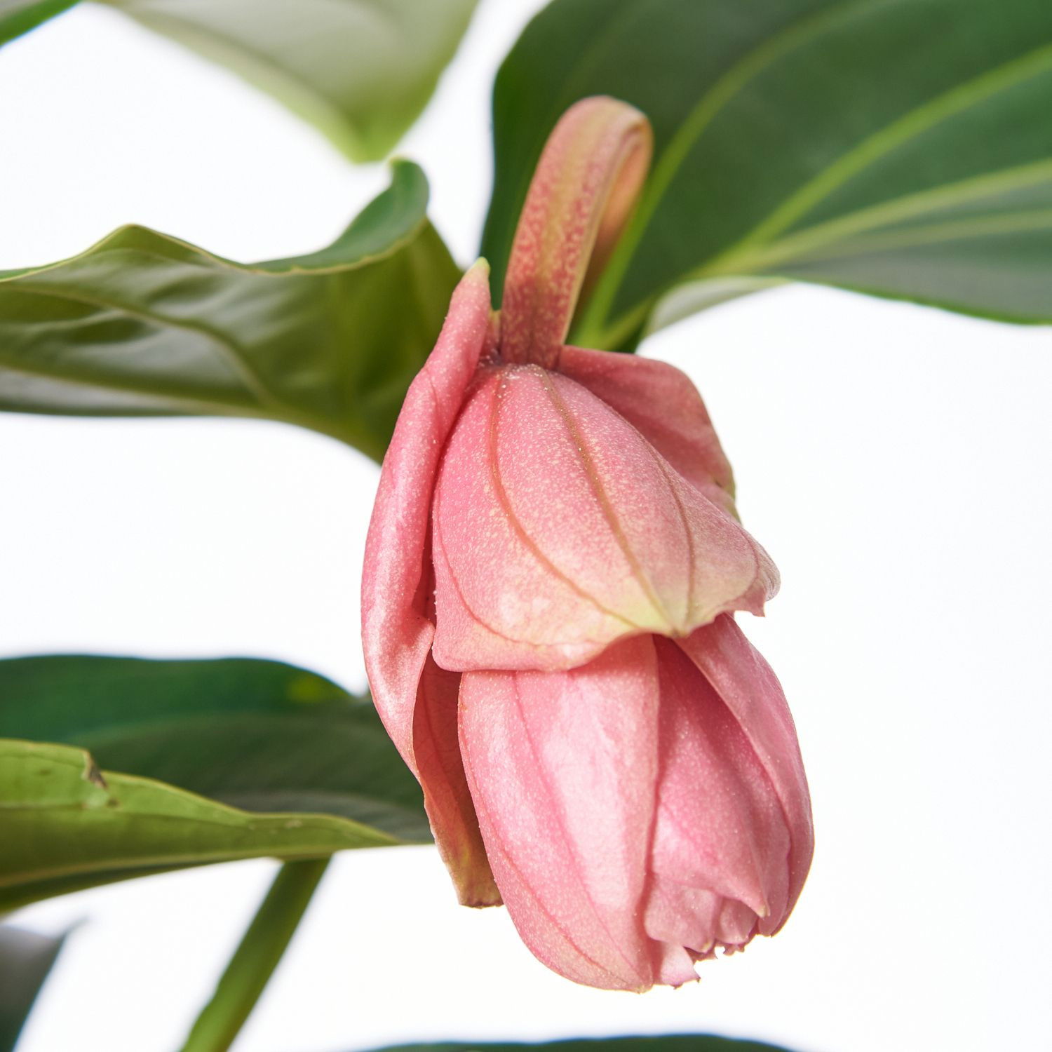Medinille - Medinilla magnifica günstig kaufen