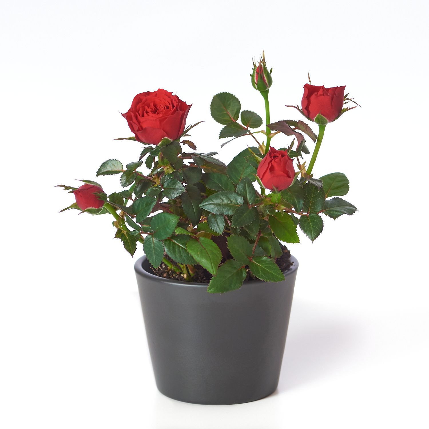 Mini Rose - Rosa im Miniformat günstig kaufen