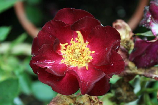 Rose Route 66 - Rosa Route 66 günstig kaufen