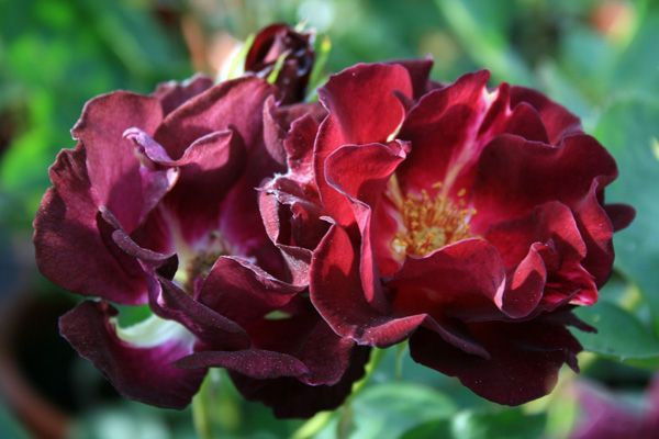 Rose Route 66 - Rosa Route 66 günstig kaufen