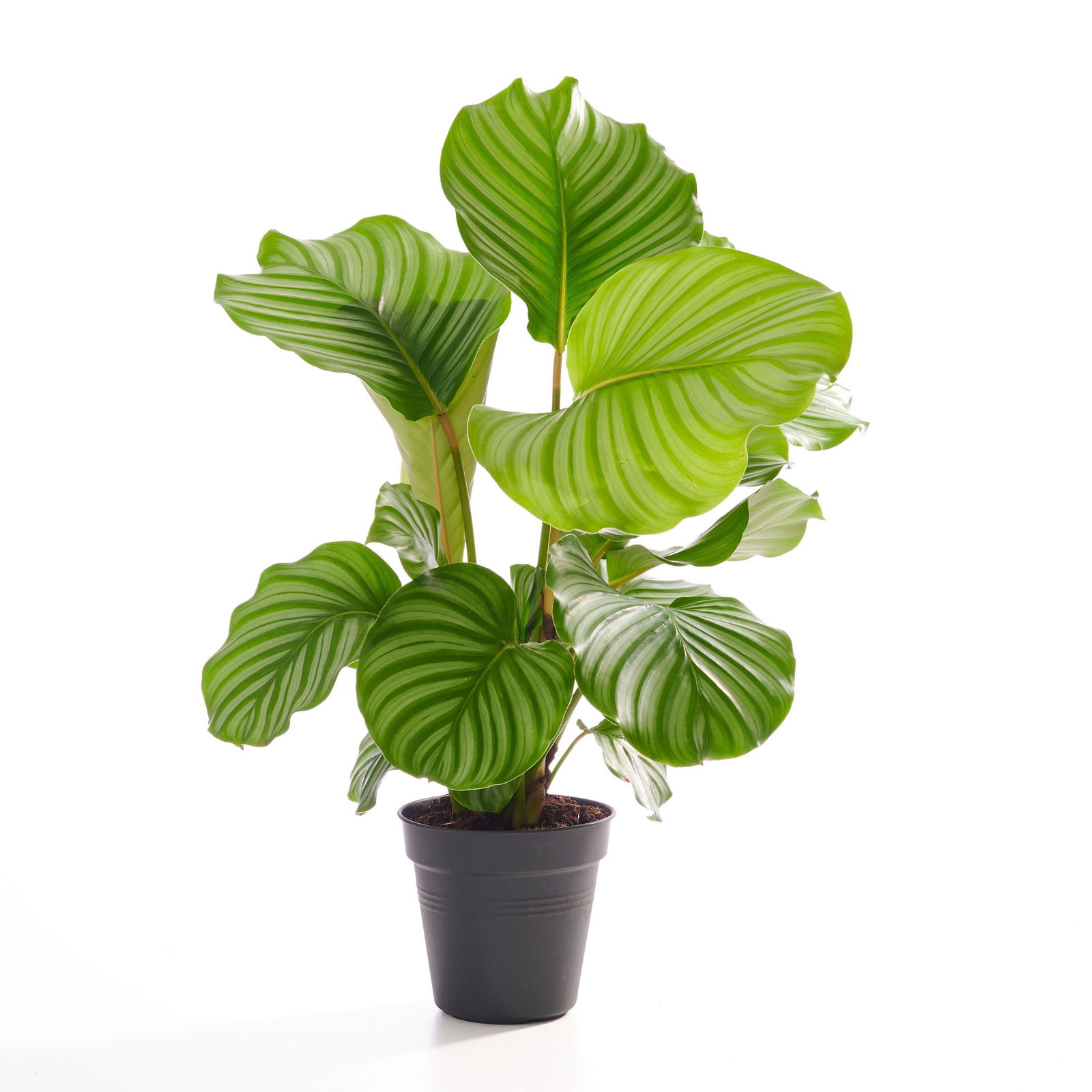 Rundblättrige Korbmarante - Calathea orbifolia günstig kaufen