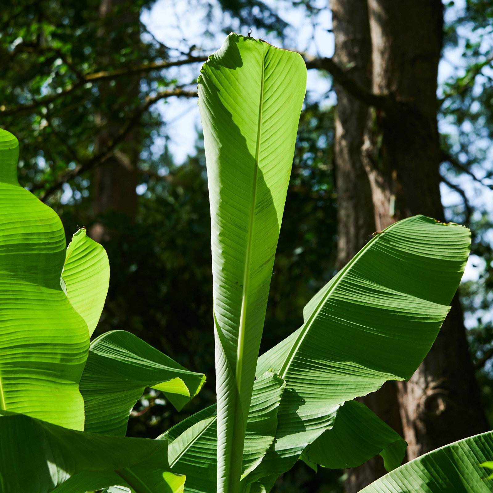 Japanische Faserbanane - Musa basjoo günstig kaufen