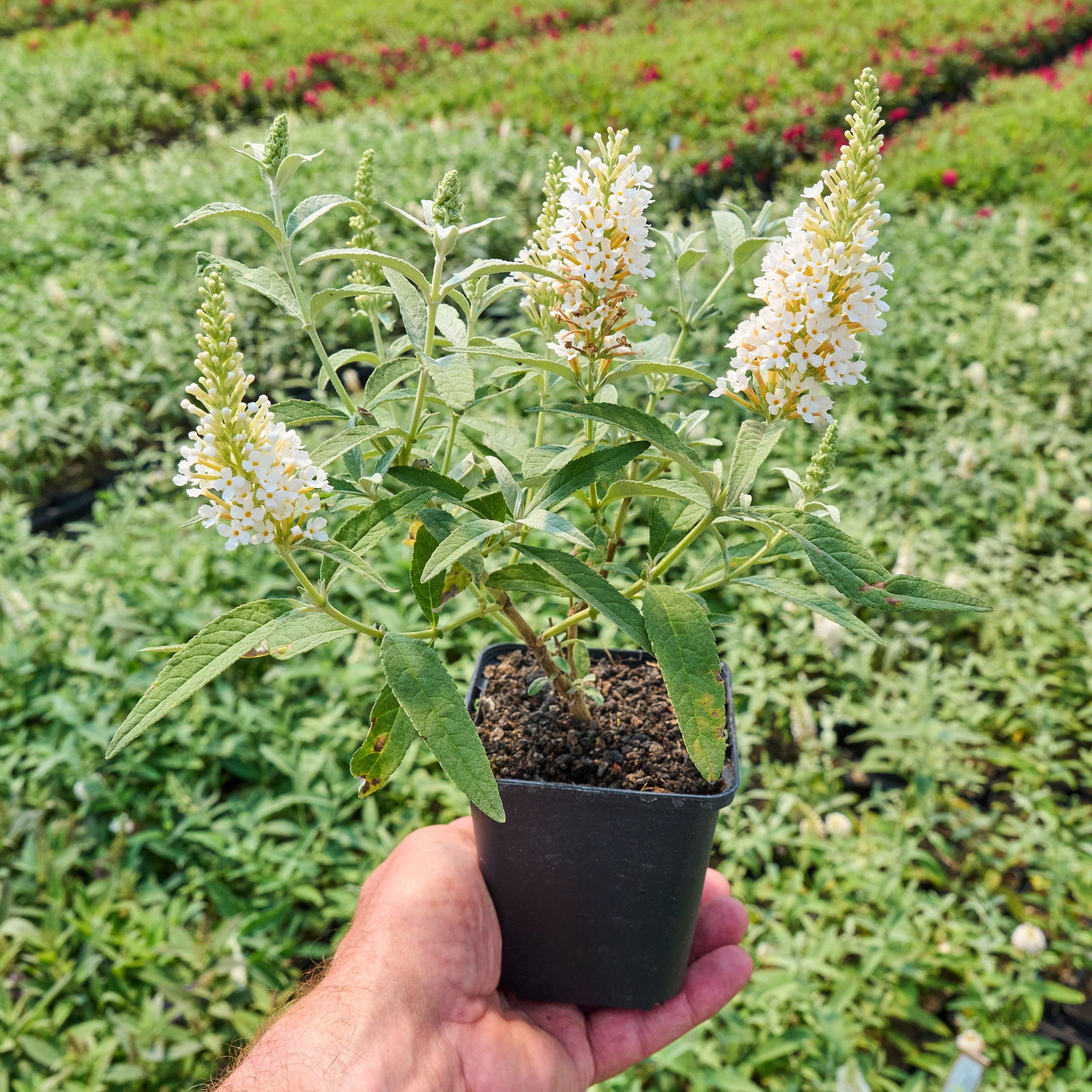 Sommerflieder Butterfly Tower White - Buddleja davidii Butterfly Tower ...