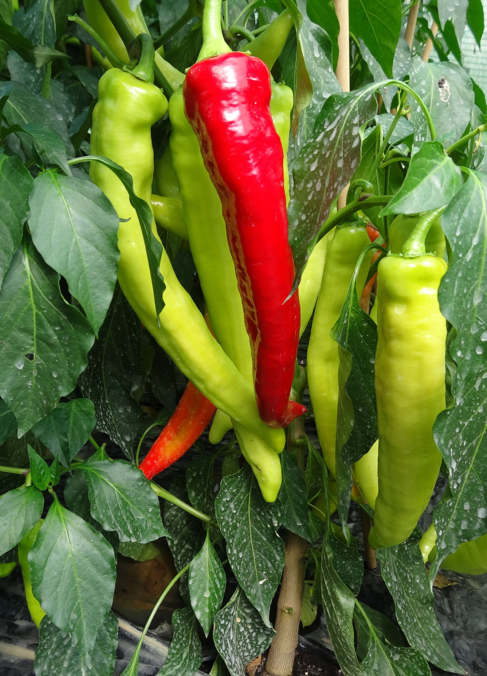 Bio Bullhorn Chili - Blu Capsicum annuum Bullhorn günstig kaufen