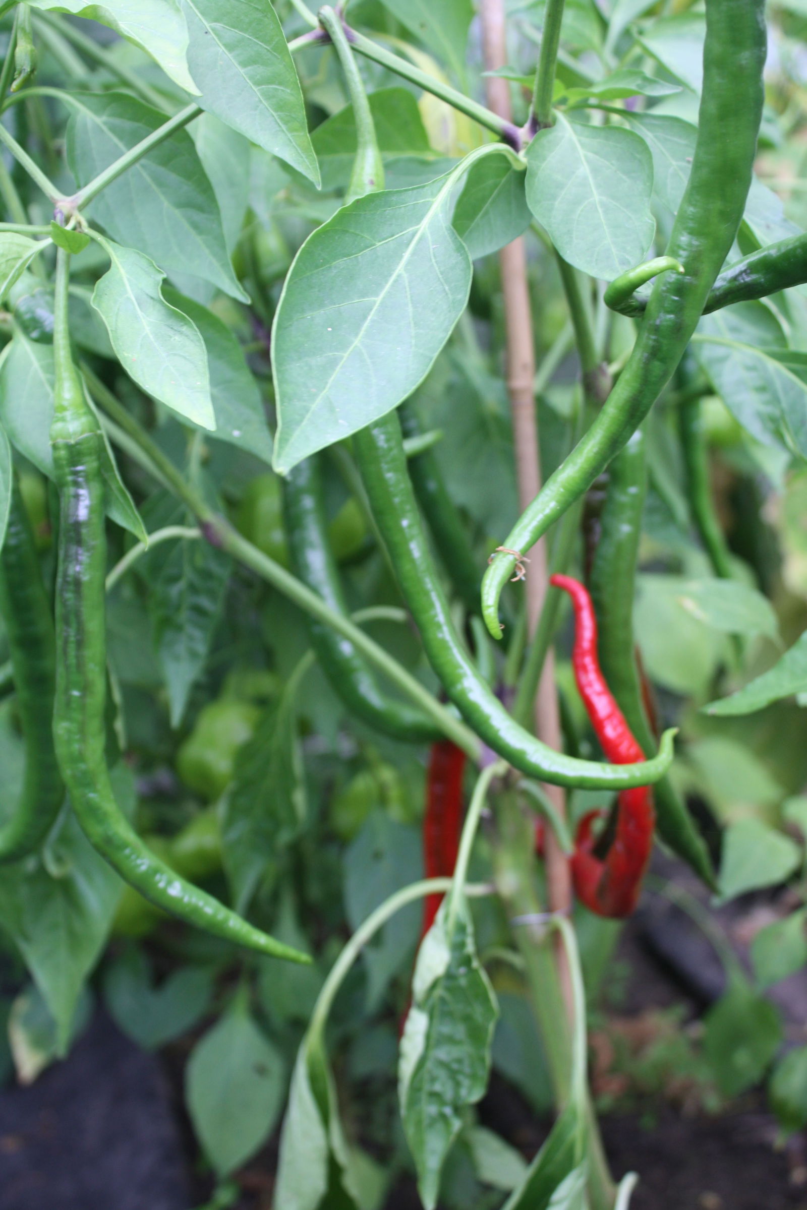 Bio Chili Joes Long - Blu Capsicum annuum Joes Long günstig kaufen