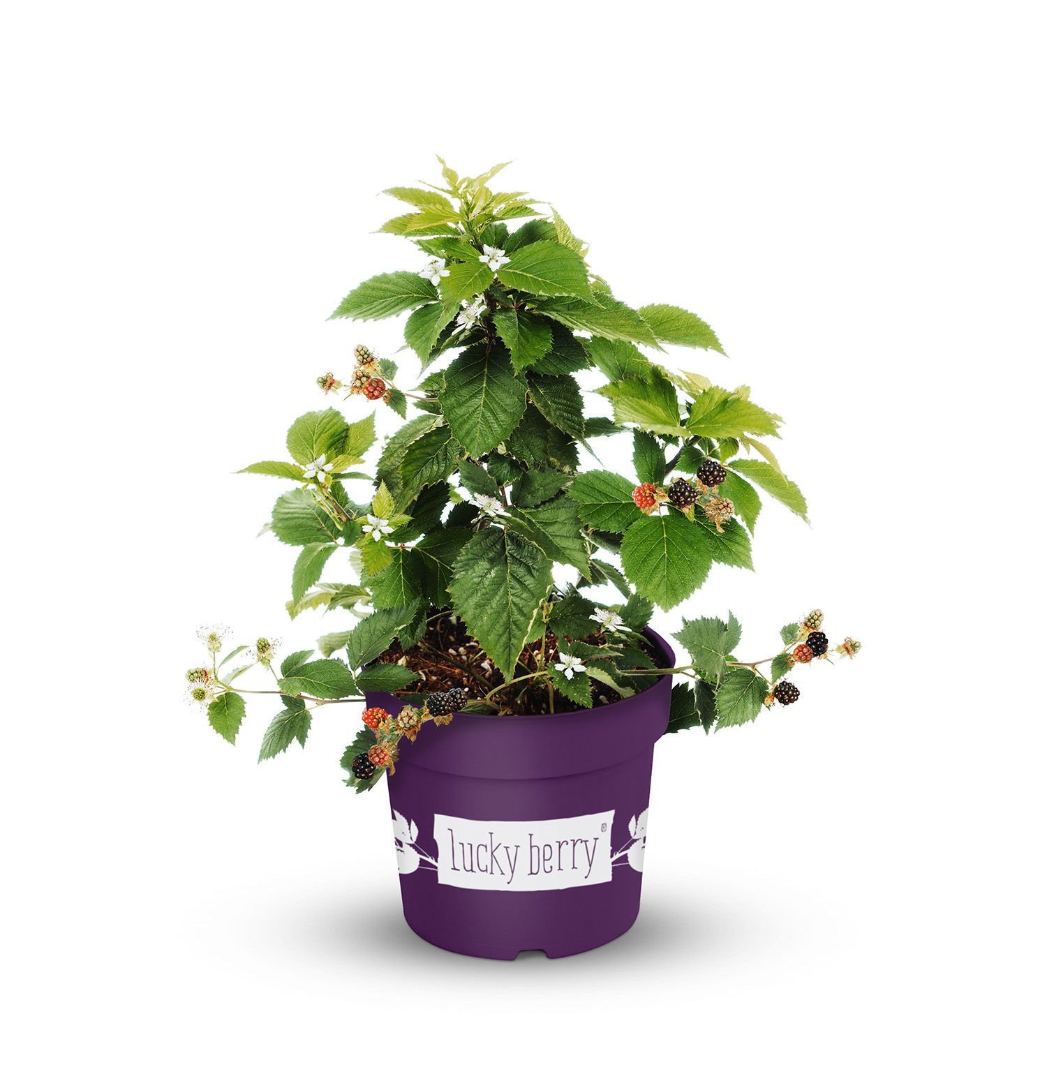 Brombeere Lucky Berry - Rubus frut. Lucky Berry günstig kaufen