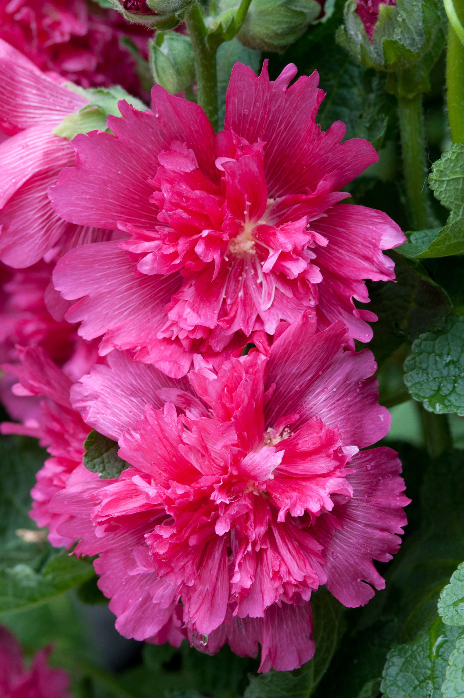 Stockrose Spring Celebrities Carmine Rose - Alcea rosea Spring ...
