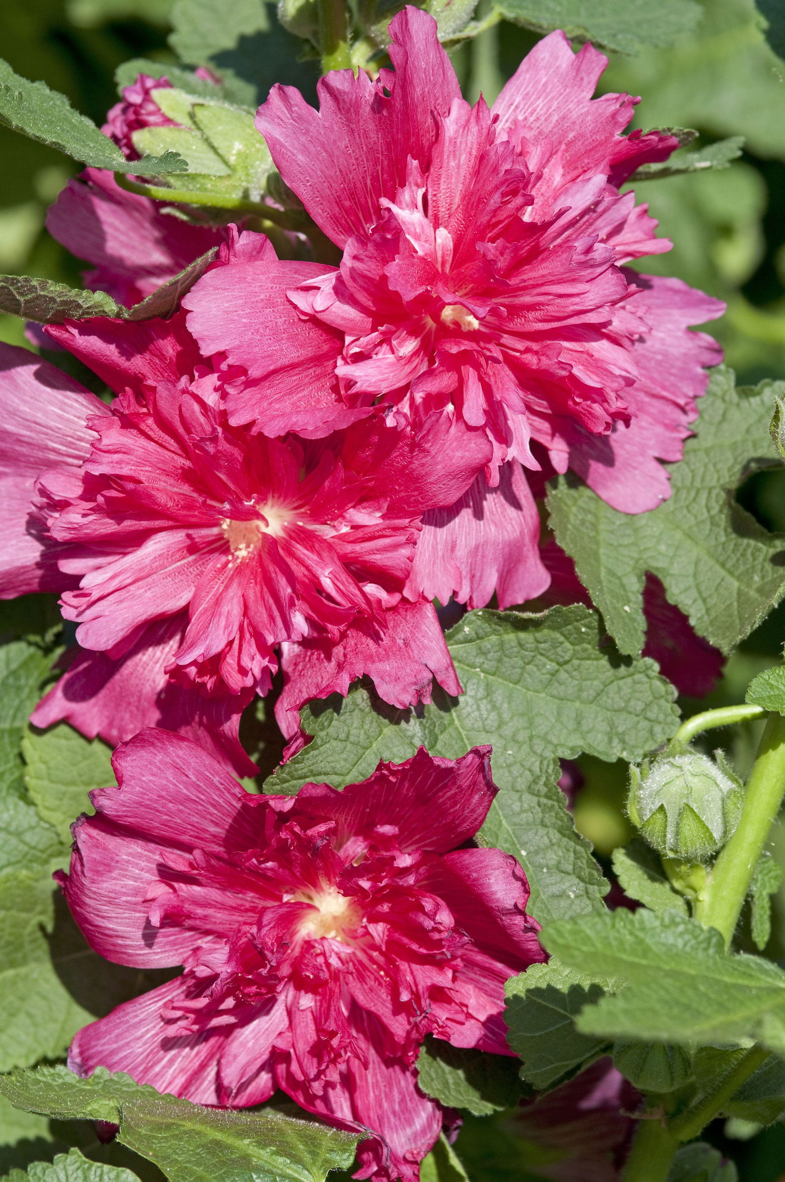 Stockrose Spring Celebrities Carmine Rose - Alcea rosea Spring ...