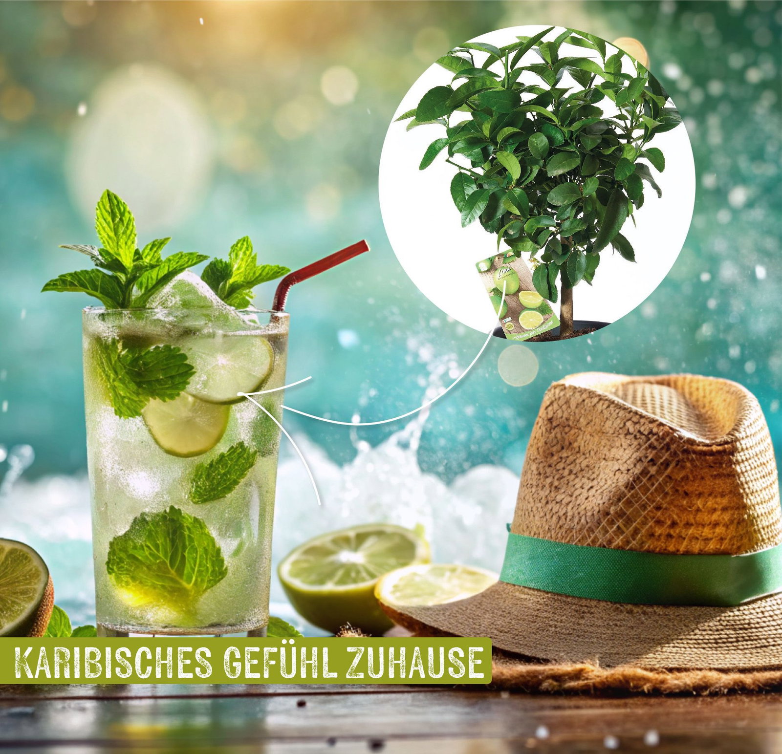 Echte Limette / Saure Limette - Citrus aurantiifolia günstig kaufen