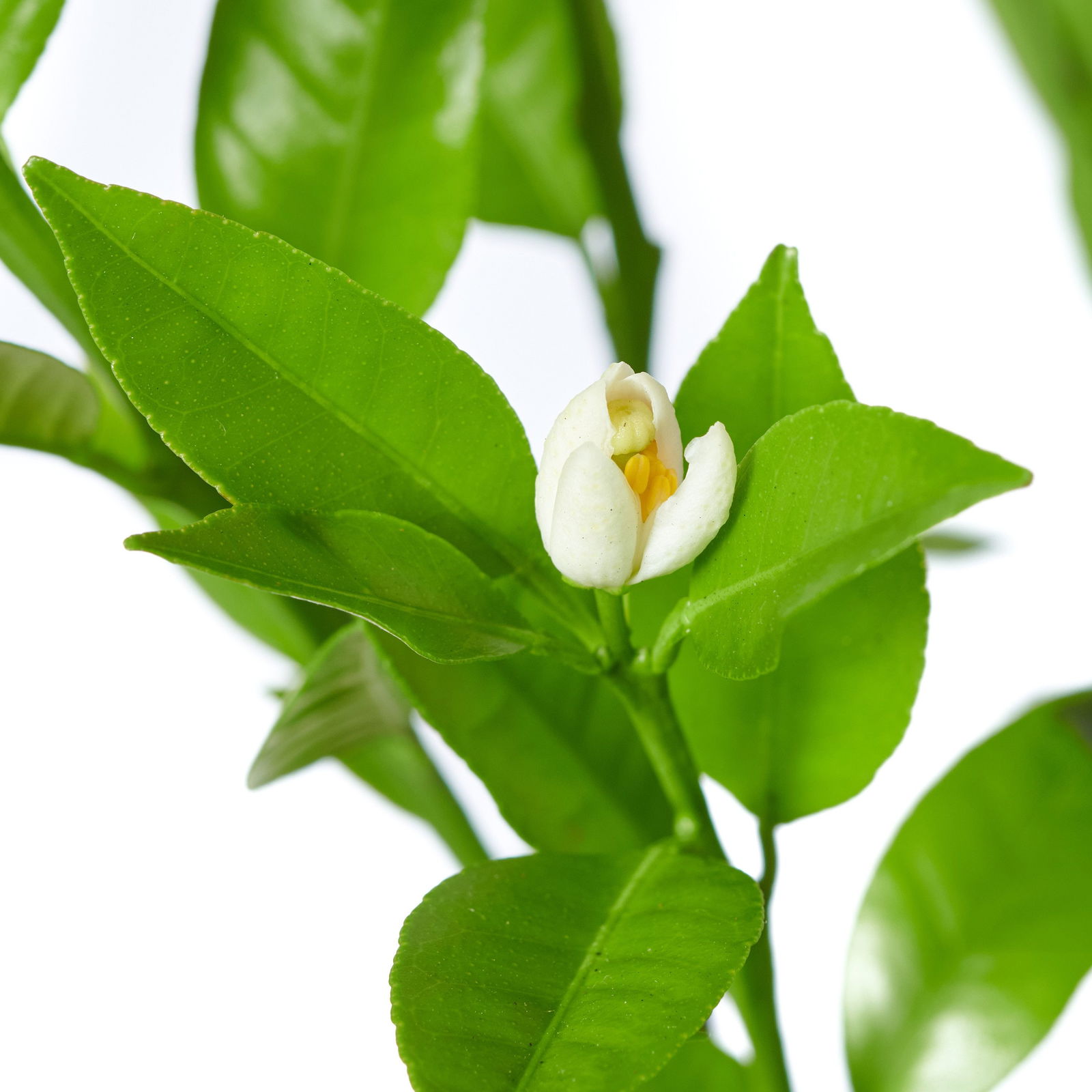 Pursha-Limette / Süße Limette - Citrus limetta Pursha günstig kaufen