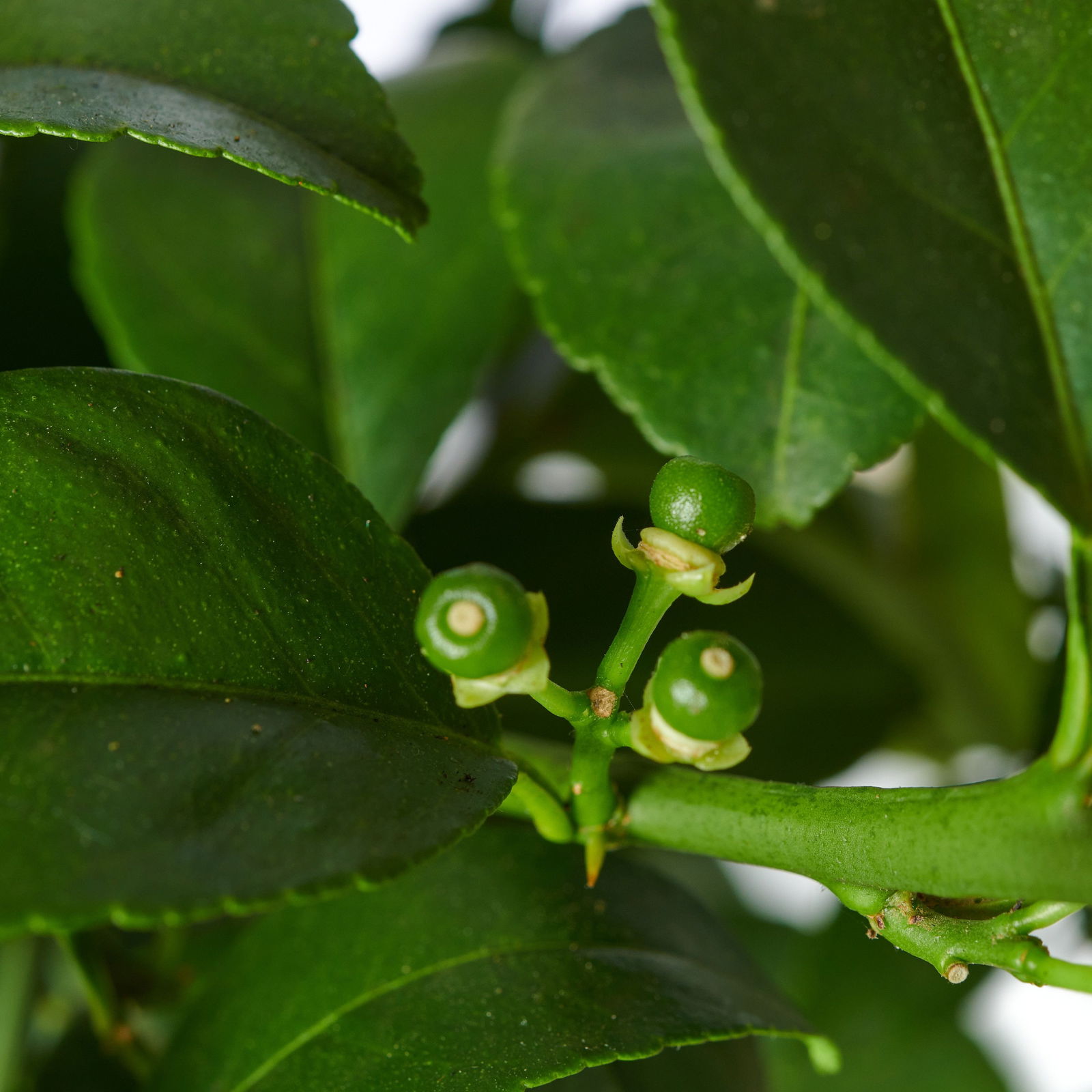 Pursha-Limette / Süße Limette - Citrus limetta Pursha günstig kaufen