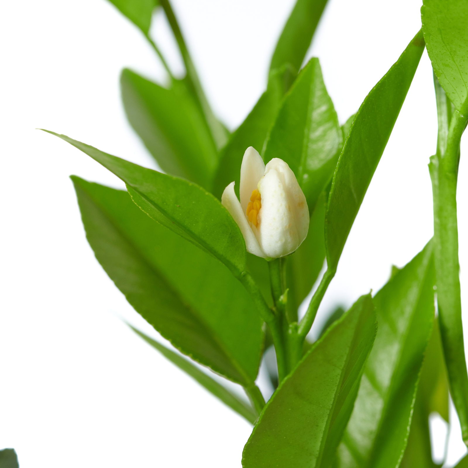 Pursha-Limette / Süße Limette - Citrus limetta Pursha günstig kaufen