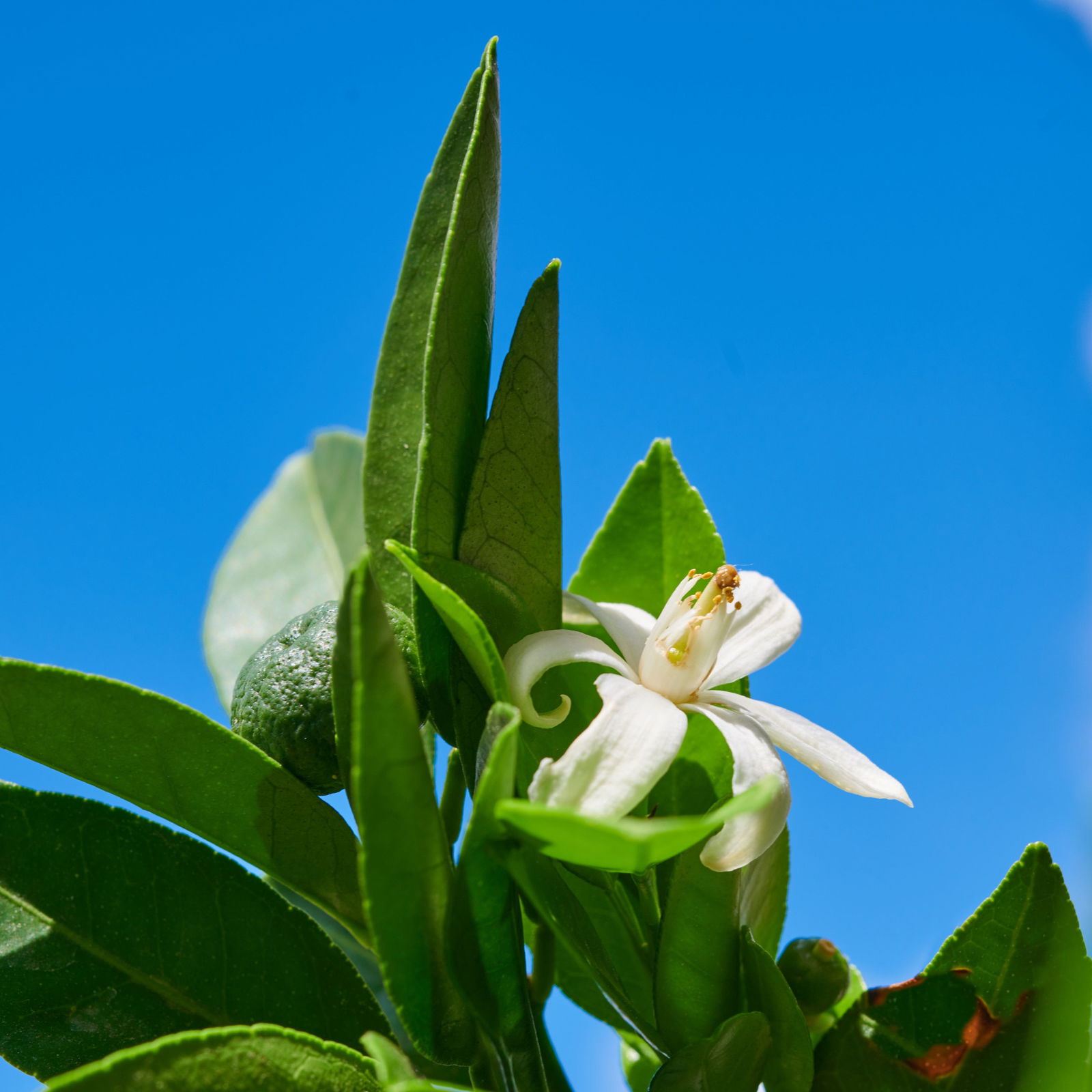 Pursha-Limette / Süße Limette - Citrus limetta Pursha günstig kaufen
