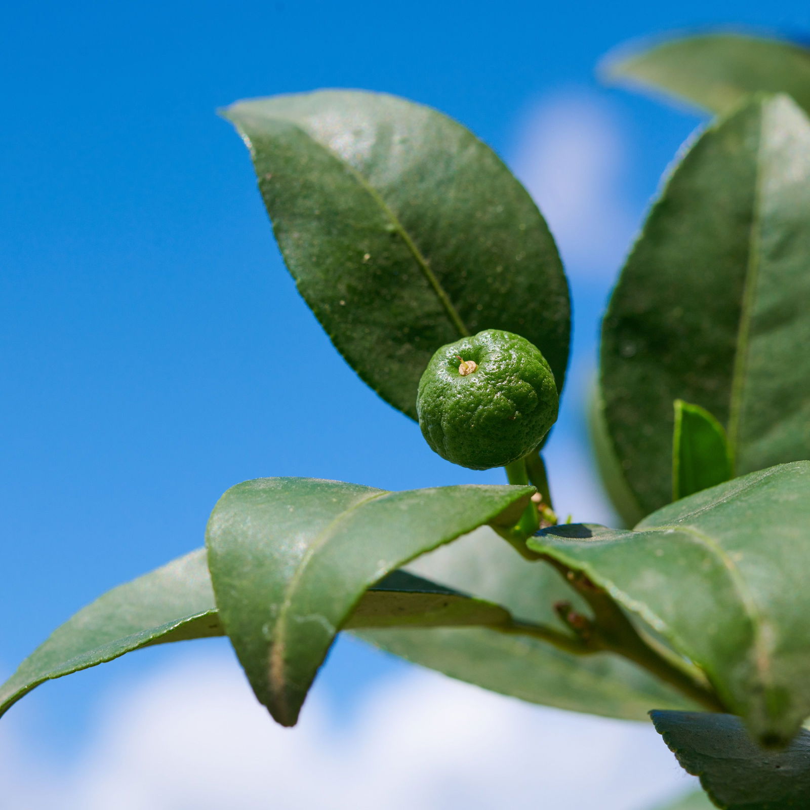 Pursha-Limette / Süße Limette - Citrus limetta Pursha günstig kaufen