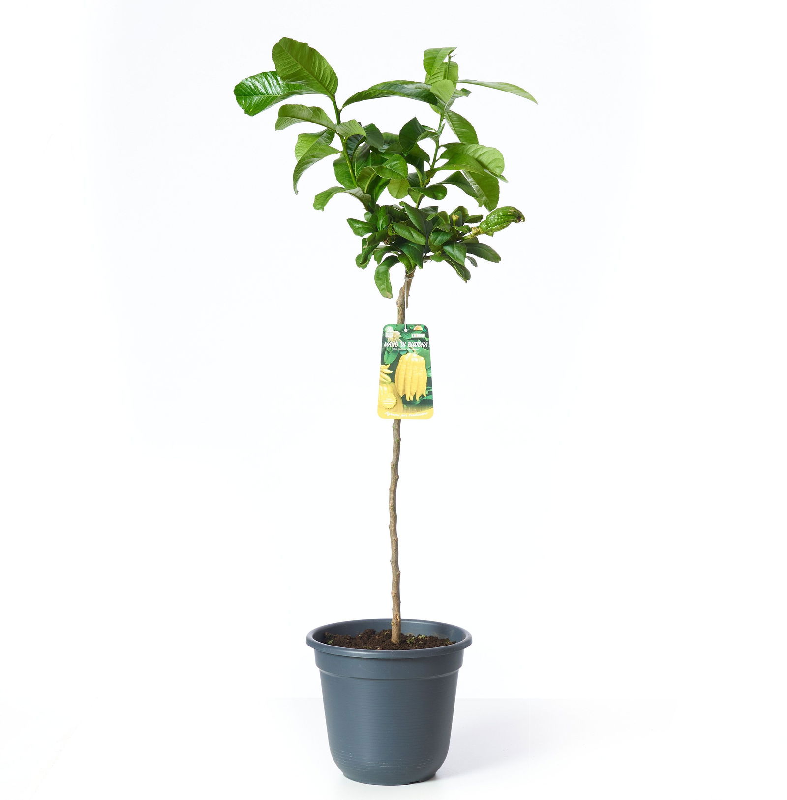 Zitronenbaum Buddhas Hand - Citrus medica var. sarcodactylis günstig kaufen