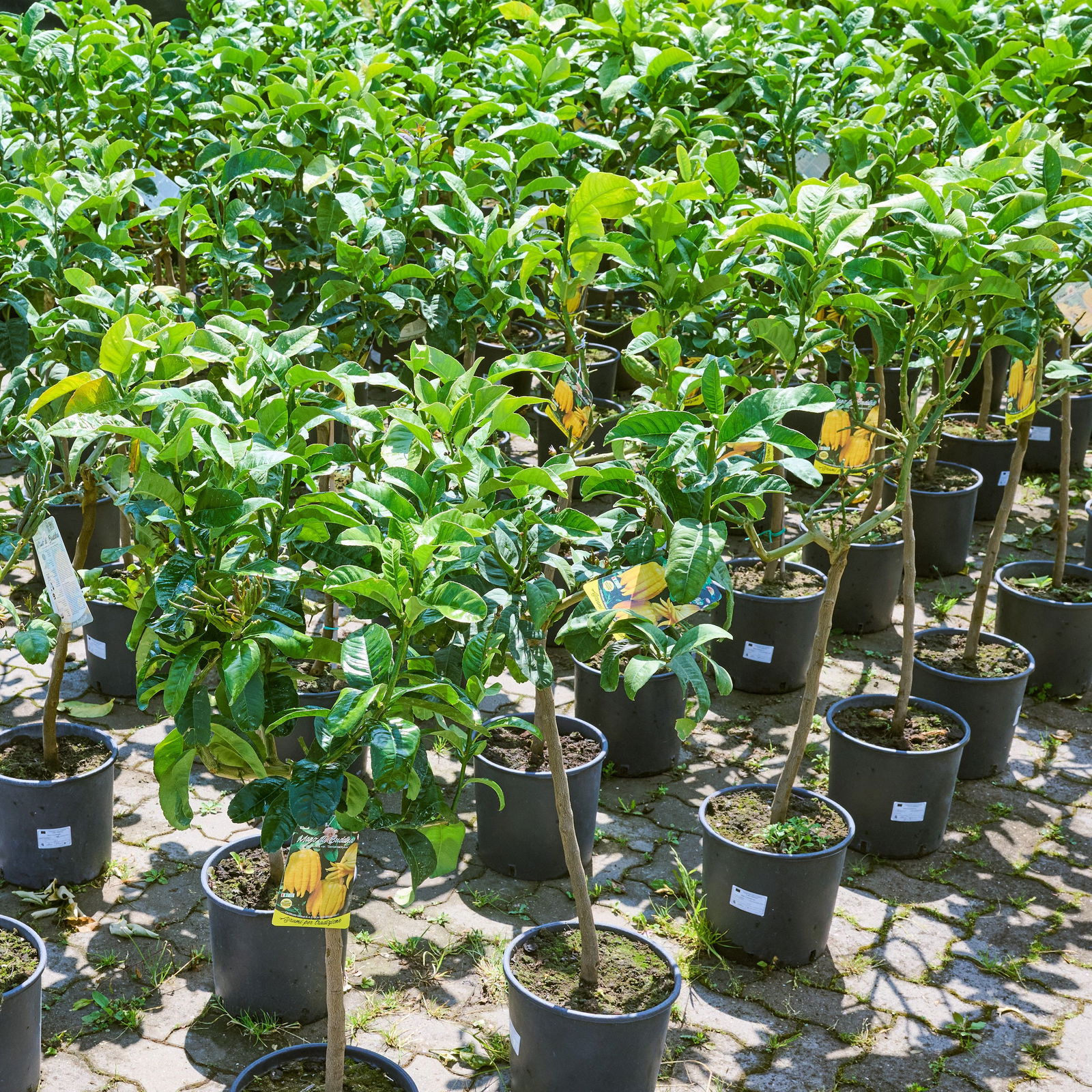 Zitronenbaum Buddhas Hand - Citrus medica var. sarcodactylis günstig kaufen