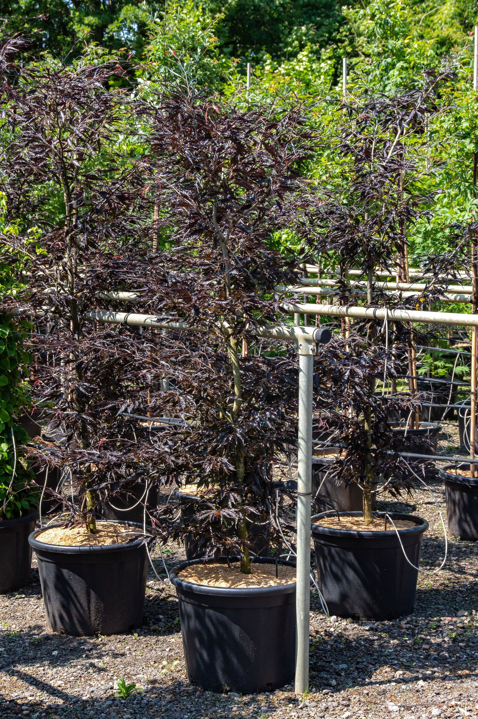 Buche Midnight Feather - Fagus sylvatica Midnight Feather günstig kaufen