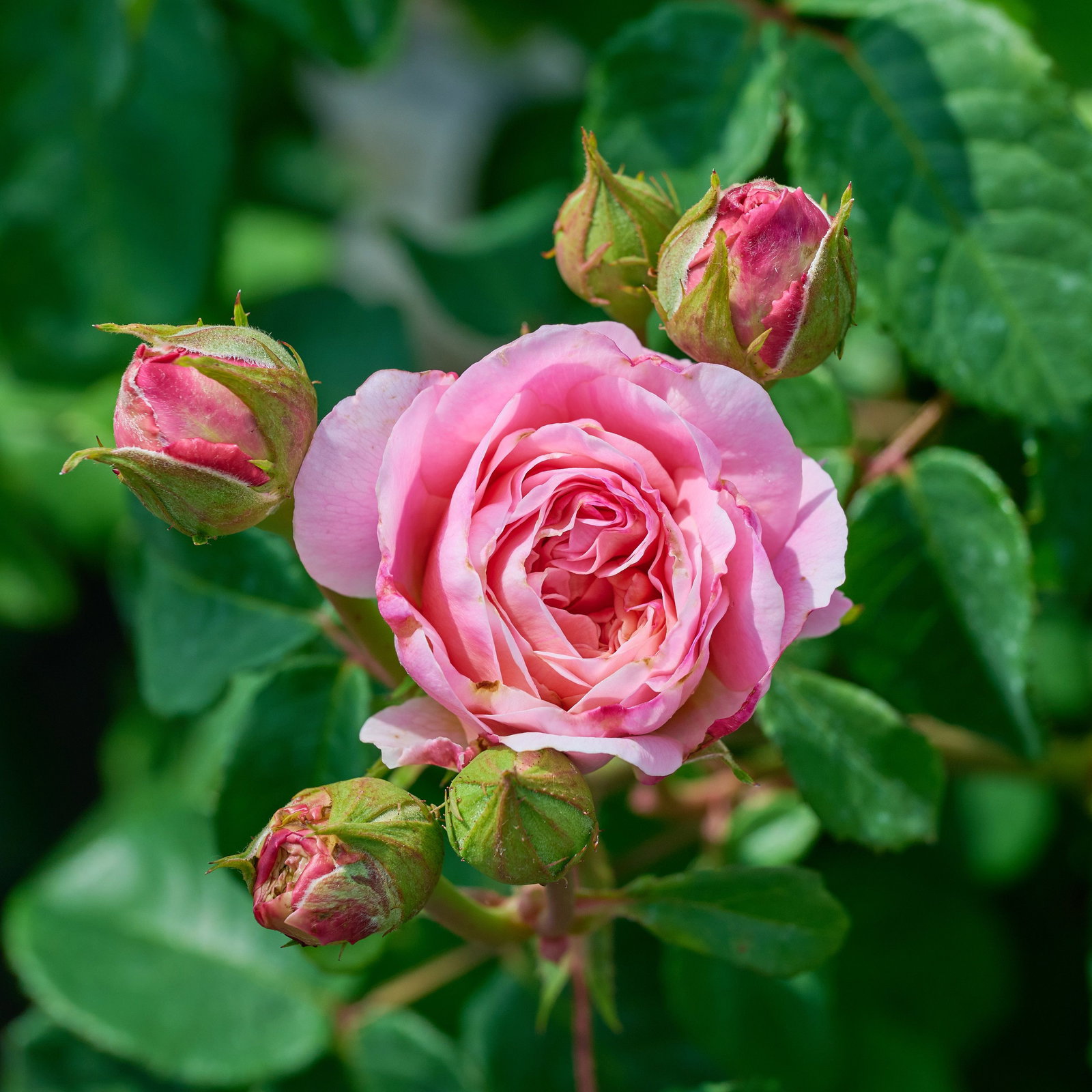 Rose Eustacia Vye - Rosa Eustacia Vye günstig kaufen