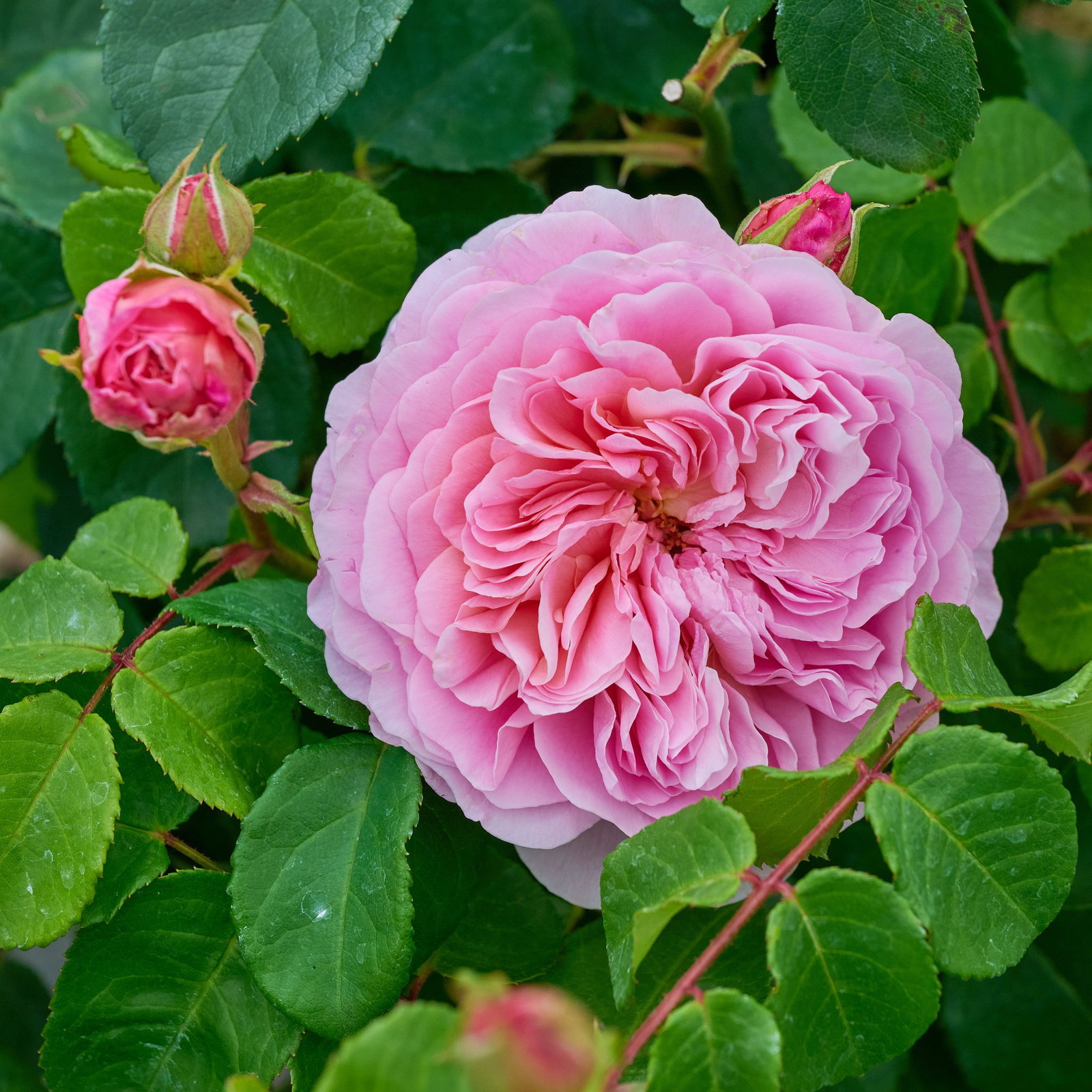 Rose Eustacia Vye - Rosa Eustacia Vye günstig kaufen