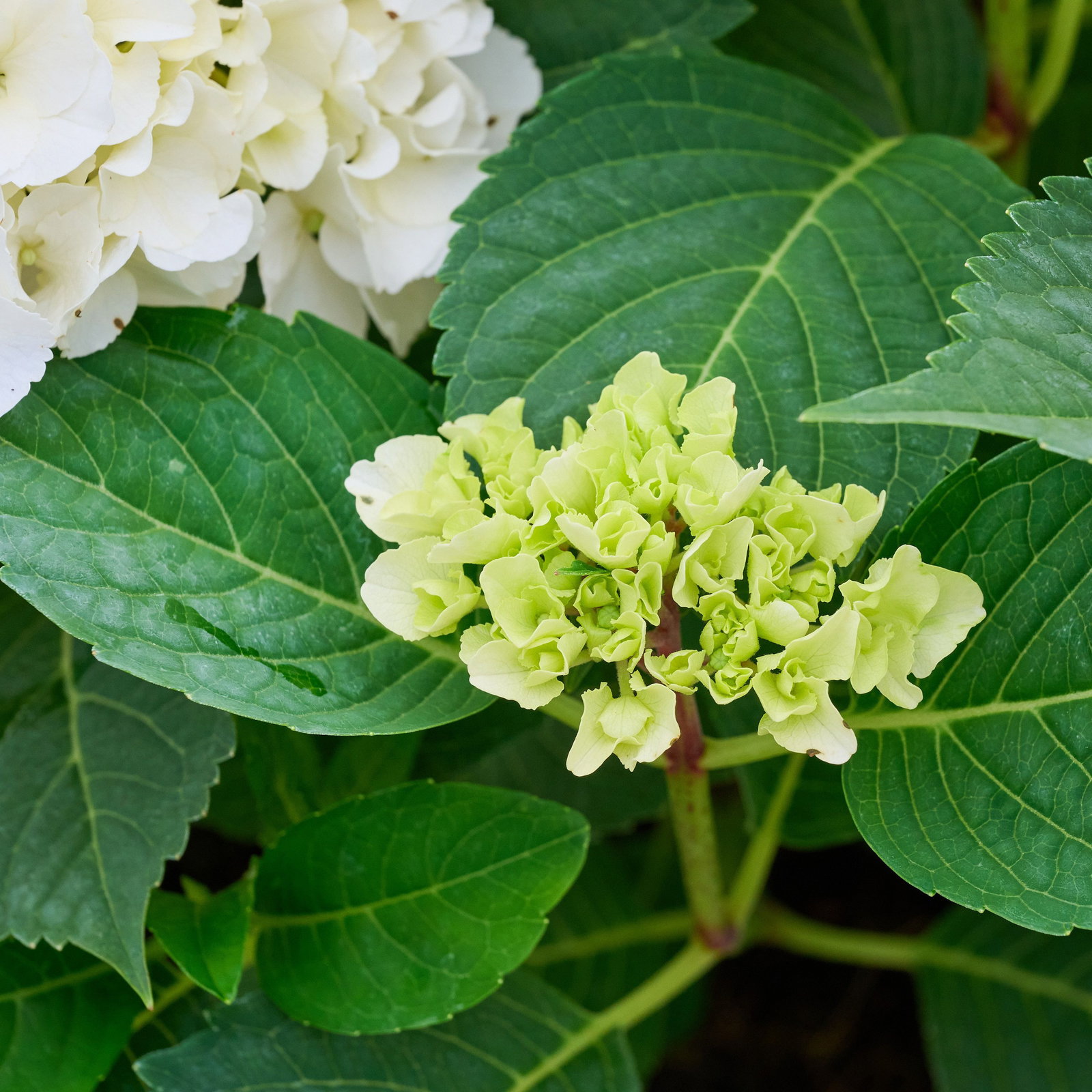 Bauernhortensie Ice Boy - Hydrangea macrophylla Ice Boy günstig kaufen