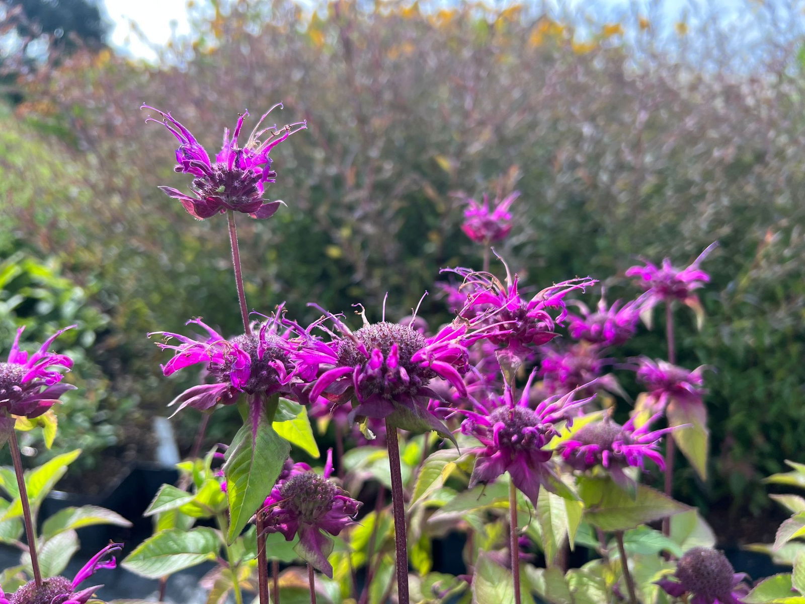 Indianernessel Melua Violet - Monarda x didyma Melua Violet günstig kaufen