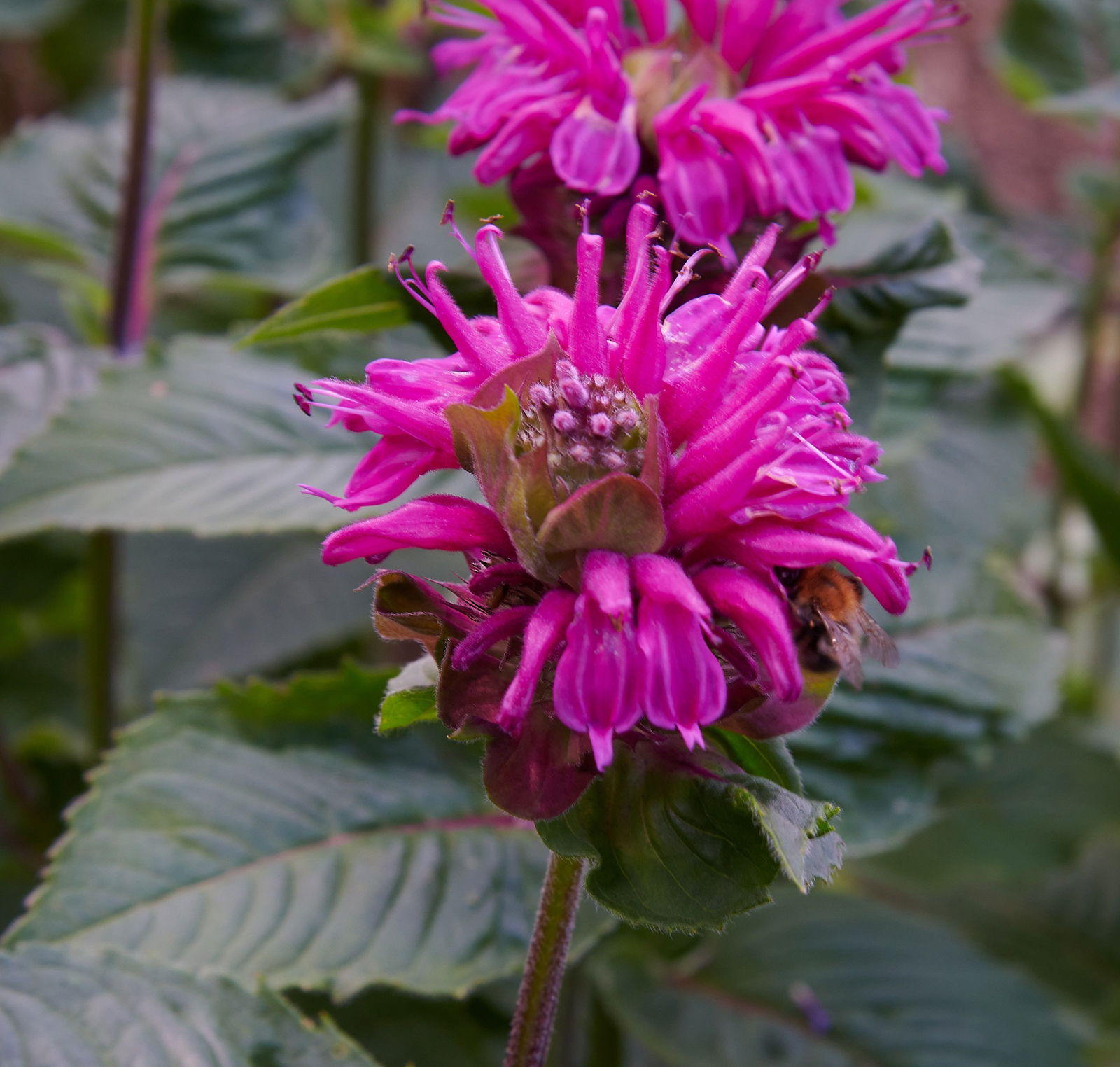 Indianernessel Melua Violet - Monarda x didyma Melua Violet günstig kaufen