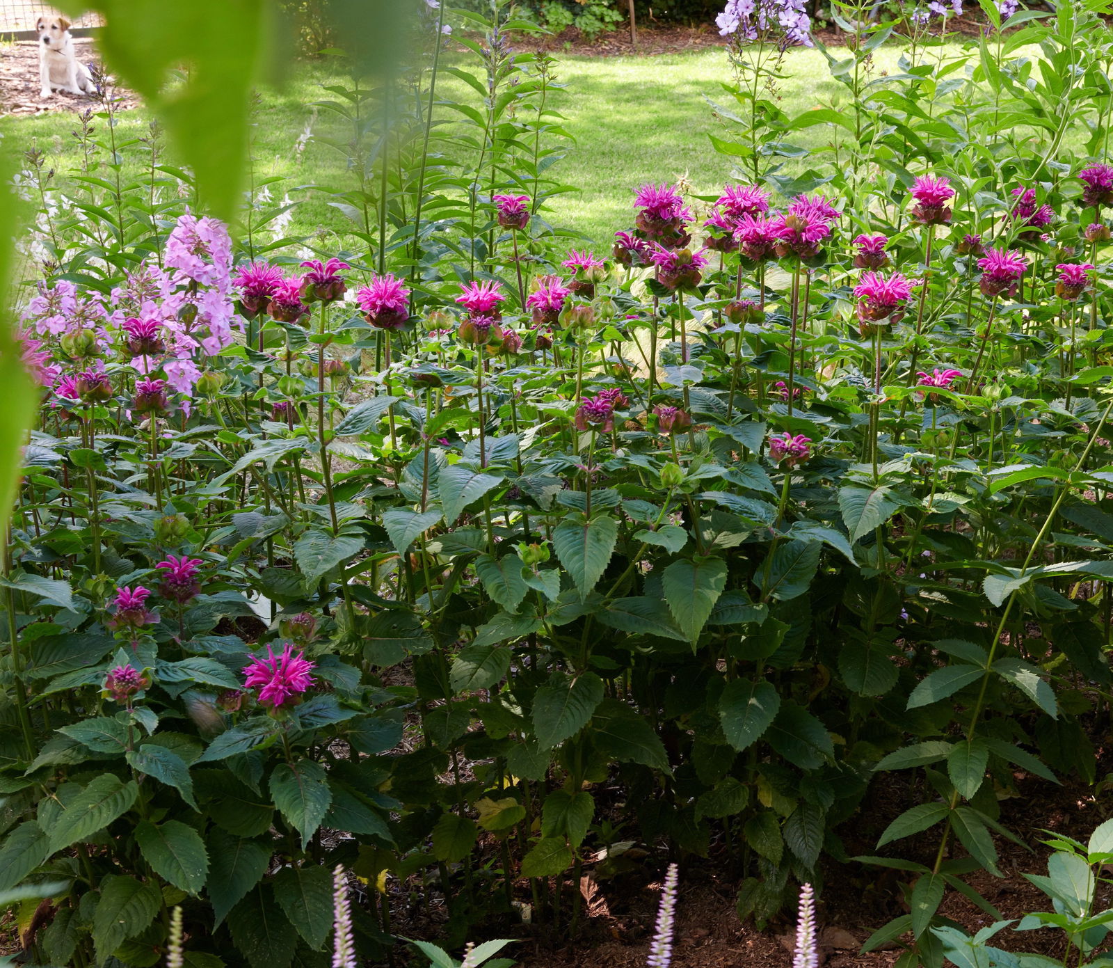 Indianernessel Melua Violet - Monarda x didyma Melua Violet günstig kaufen