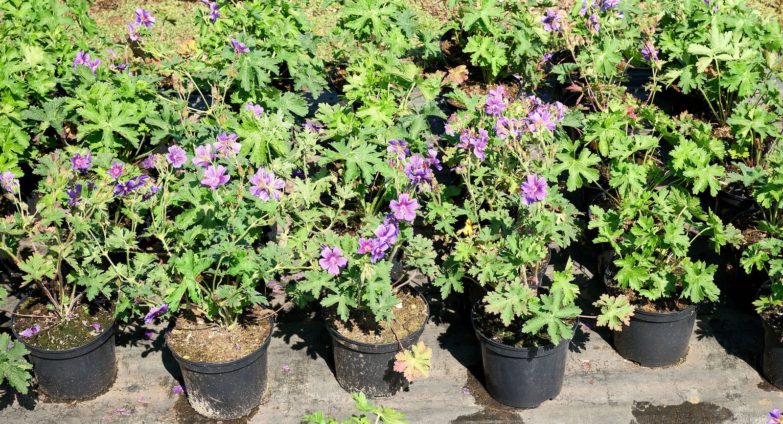 Storchschnabel Kelly Anne - Geranium wallichianum Kelly Anne günstig kaufen