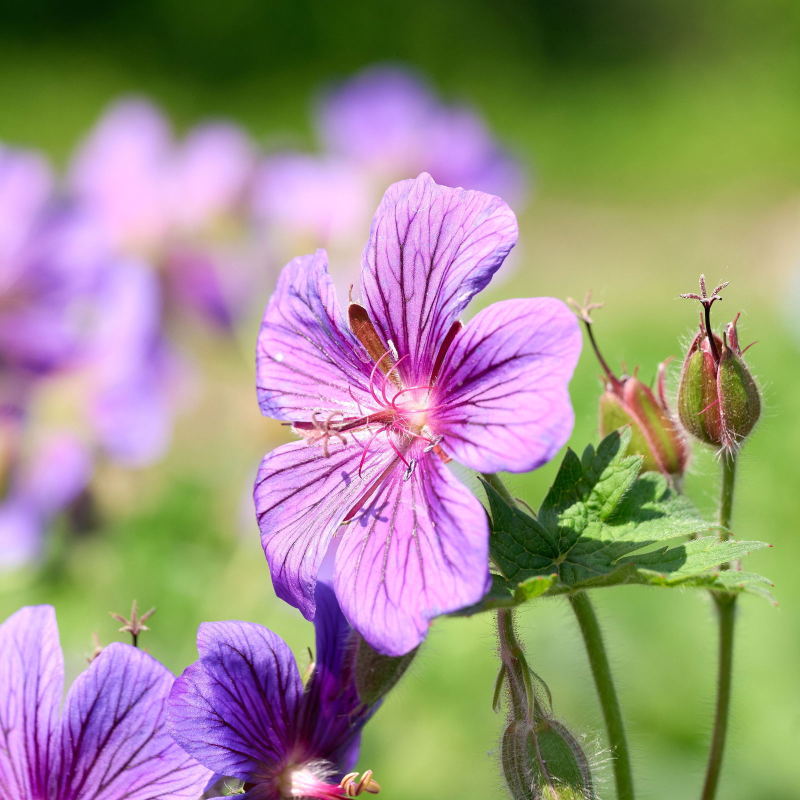 Storchschnabel Kelly Anne - Geranium wallichianum Kelly Anne günstig kaufen