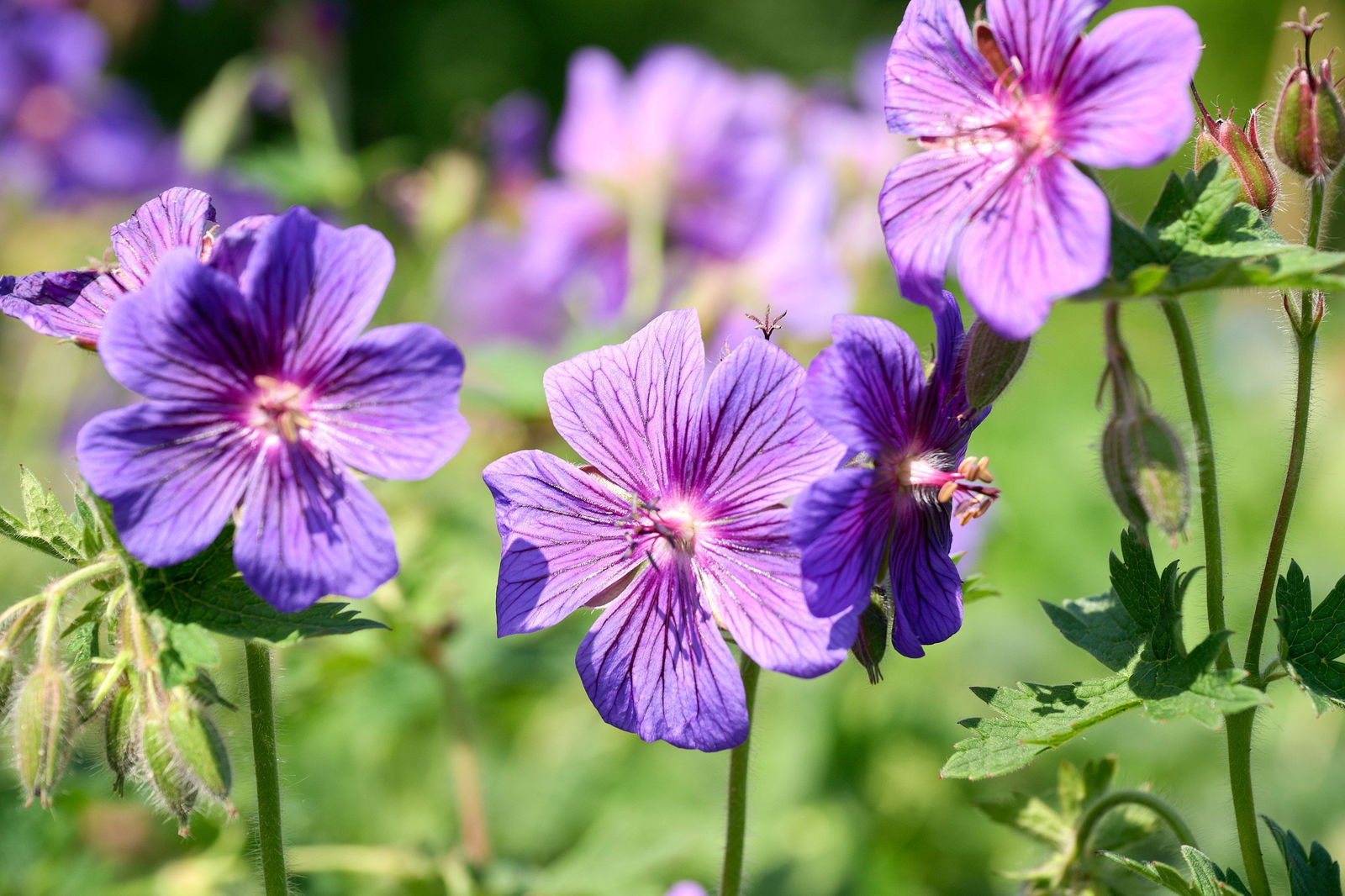 Storchschnabel Kelly Anne - Geranium wallichianum Kelly Anne günstig kaufen