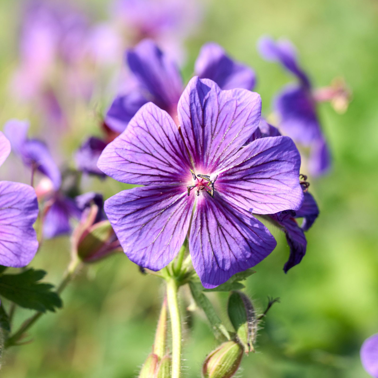 Storchschnabel Kelly Anne - Geranium wallichianum Kelly Anne günstig kaufen