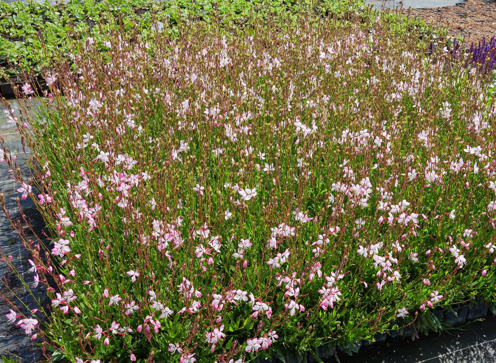 Prachtkerze Gambit® Rose Bicolor - Gaura lindheimerii 'Gambit Rose ...