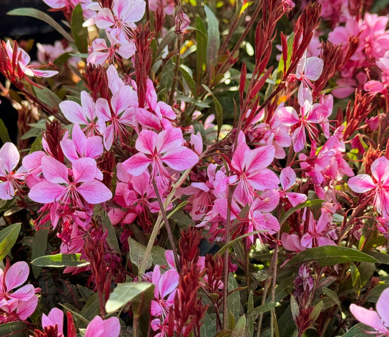 Prachtkerze Gambit® Rose Bicolor - Gaura lindheimerii 'Gambit Rose ...