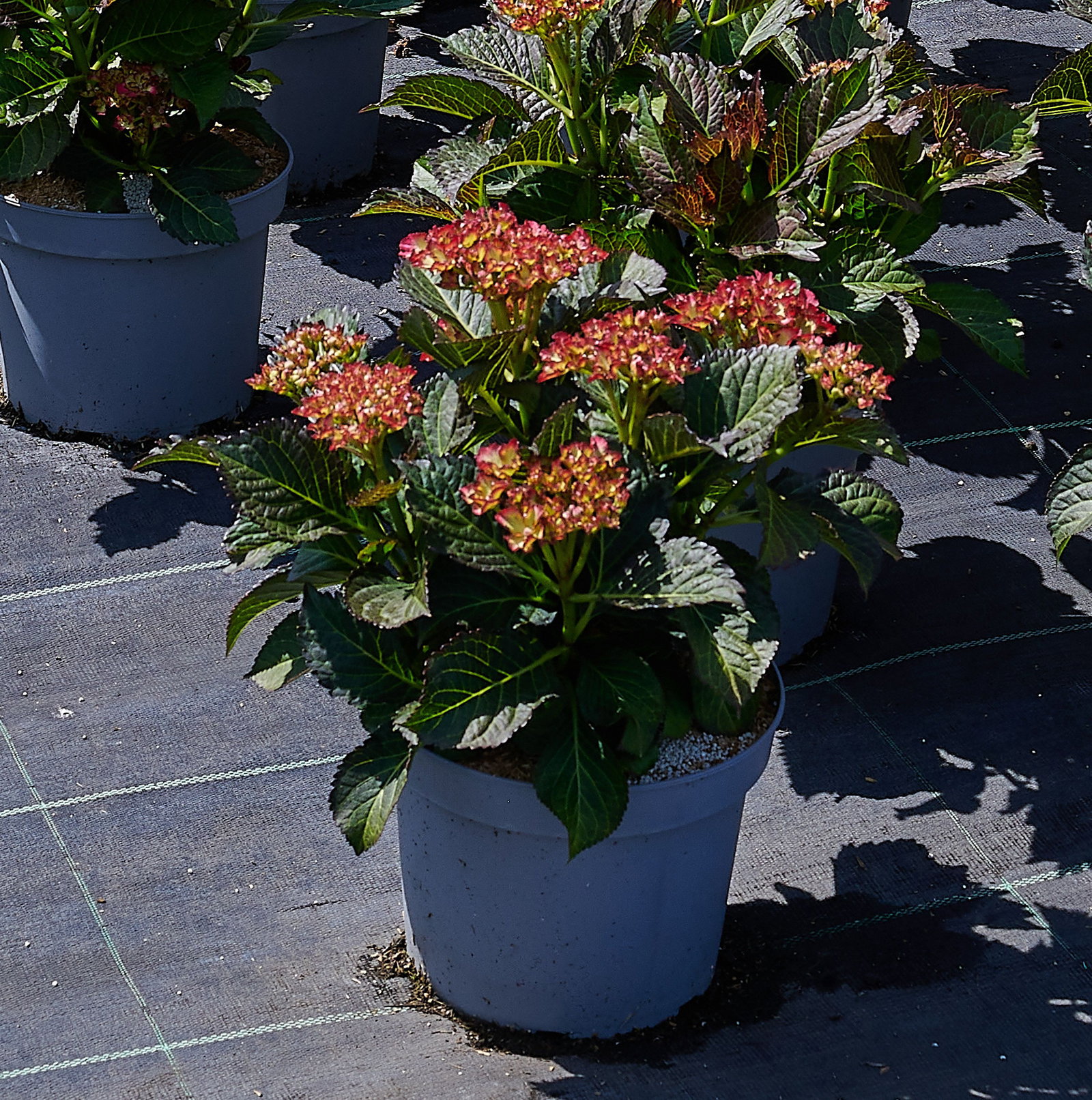 Bauernhortensie Baladia Hot Red - Hydrangea Baladia Hot Red günstig kaufen