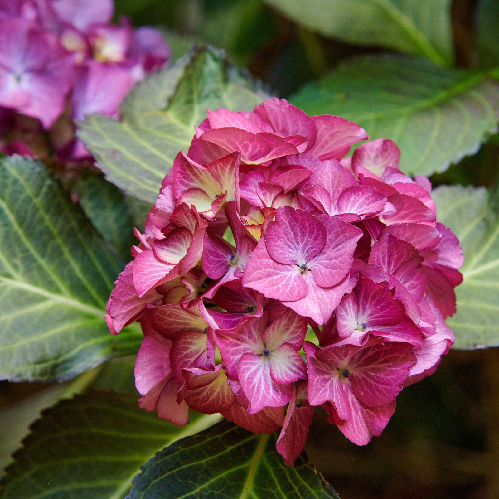 Bauernhortensie Red Angel Lila - Hydrangea Red Angel Lila günstig kaufen