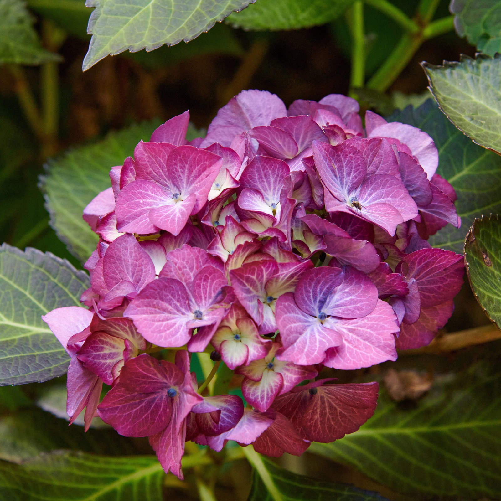 Bauernhortensie Red Angel Lila - Hydrangea Red Angel Lila günstig kaufen