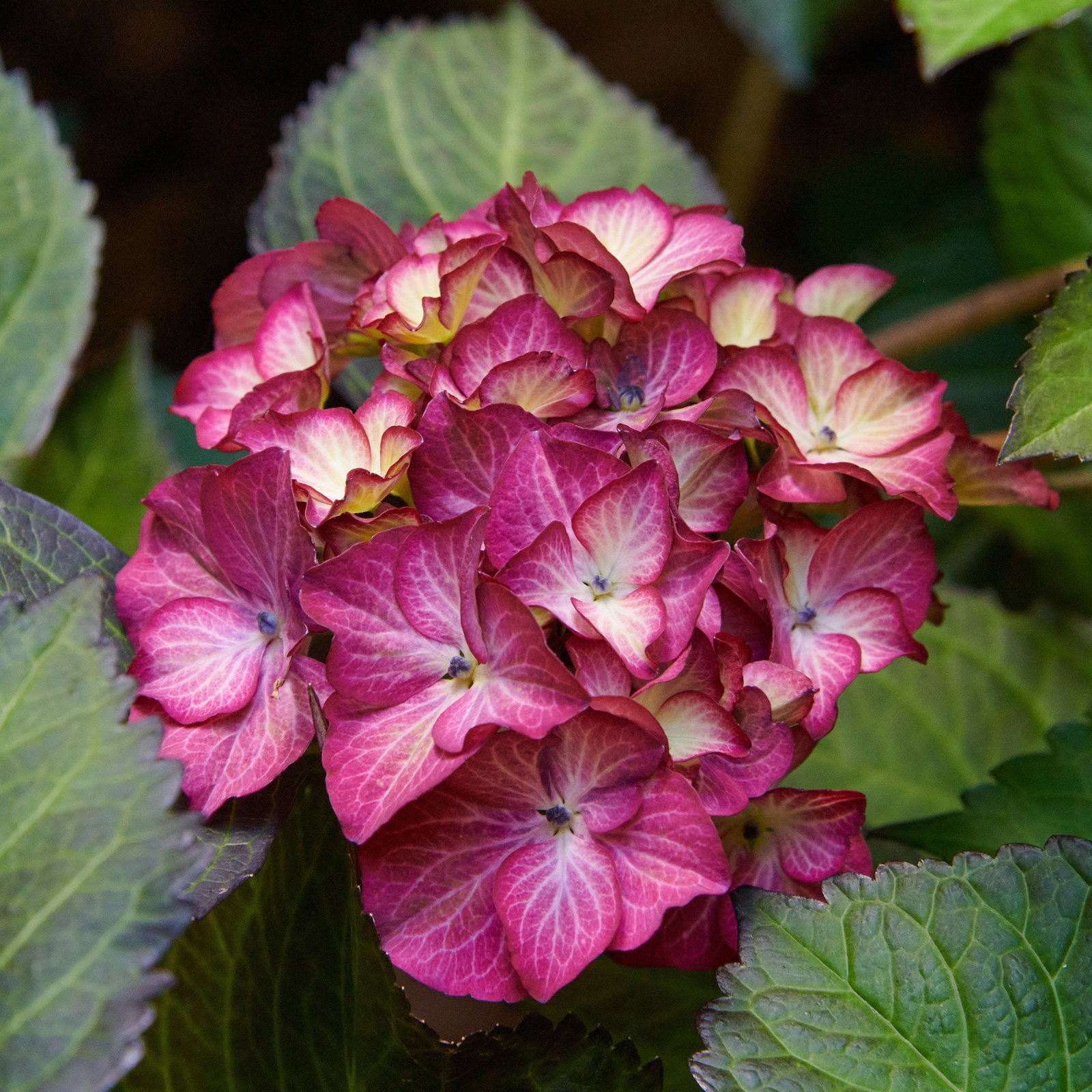 Bauernhortensie Red Angel Lila - Hydrangea Red Angel Lila günstig kaufen