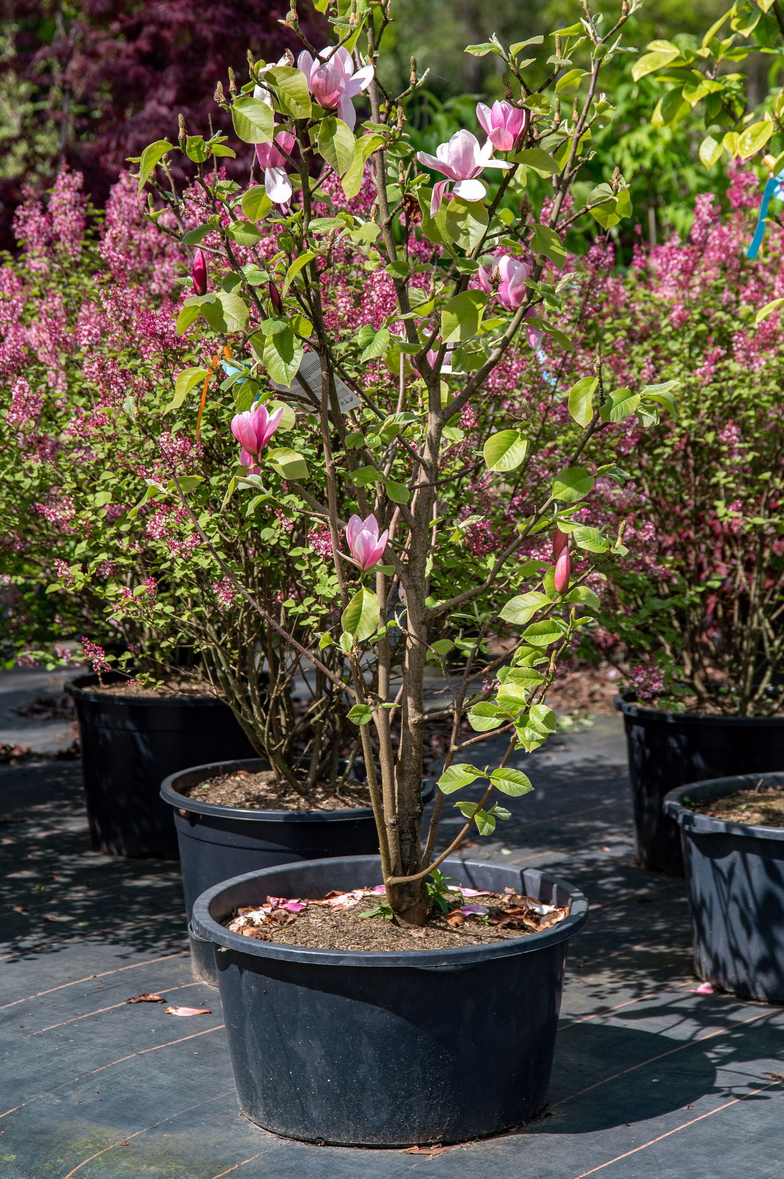 Magnolie Rose Marie - Magnolia Hybride Rose Marie günstig kaufen