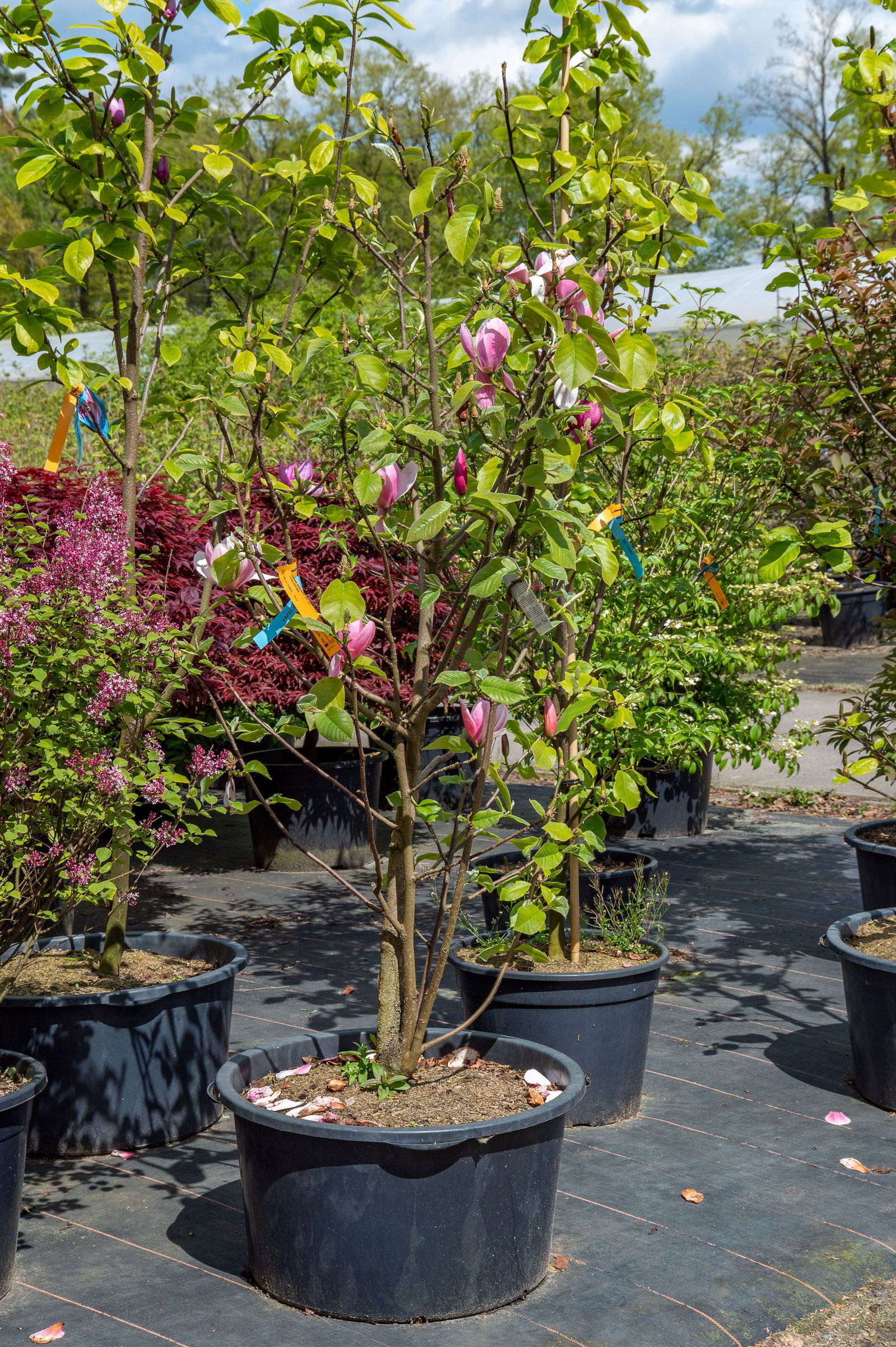 Magnolie Rose Marie - Magnolia Hybride Rose Marie günstig kaufen