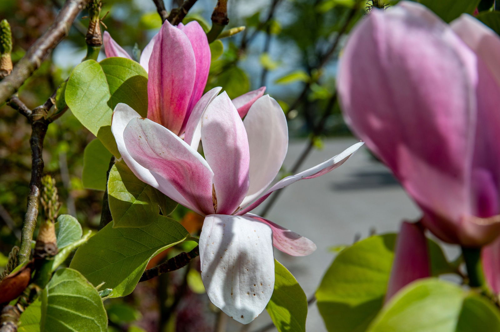 Magnolie Rose Marie - Magnolia Hybride Rose Marie günstig kaufen