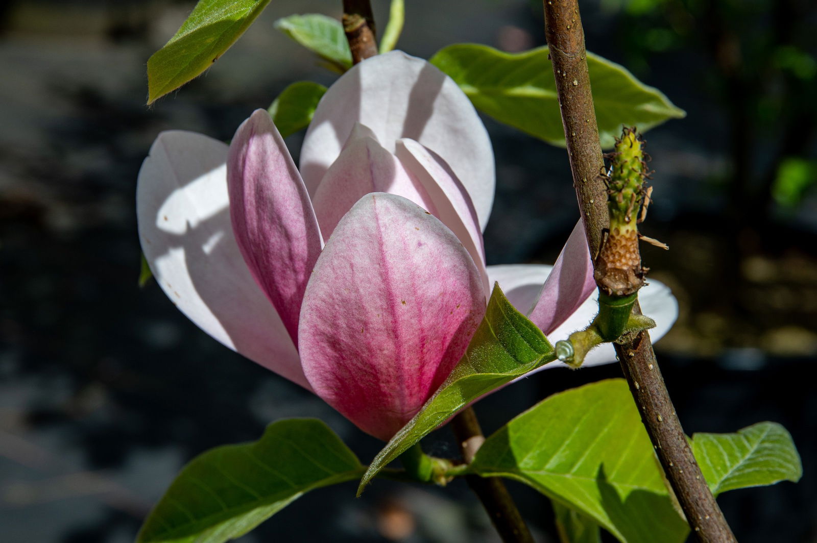 Magnolie Rose Marie - Magnolia Hybride Rose Marie günstig kaufen