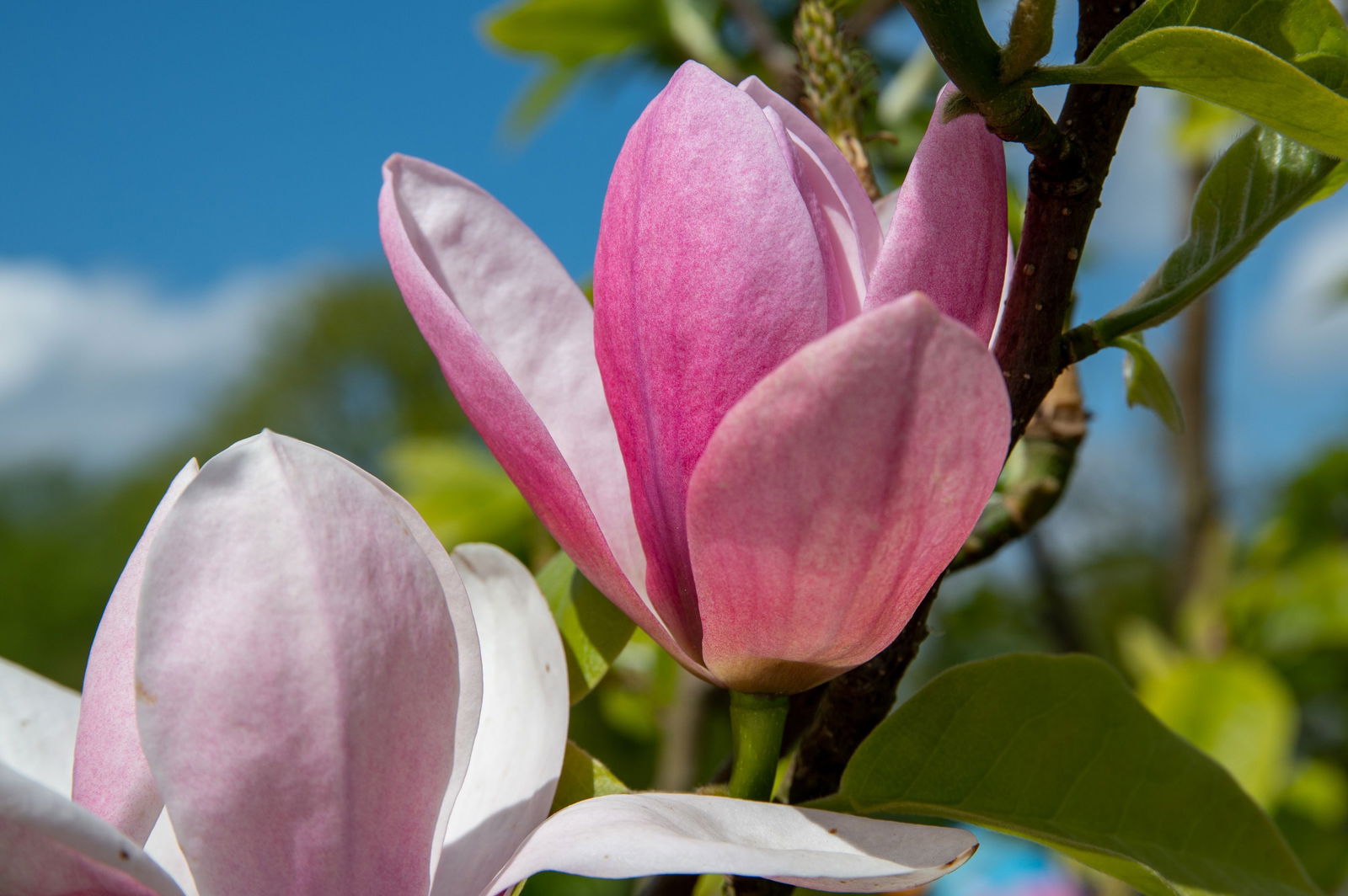 Magnolie Rose Marie - Magnolia Hybride Rose Marie günstig kaufen