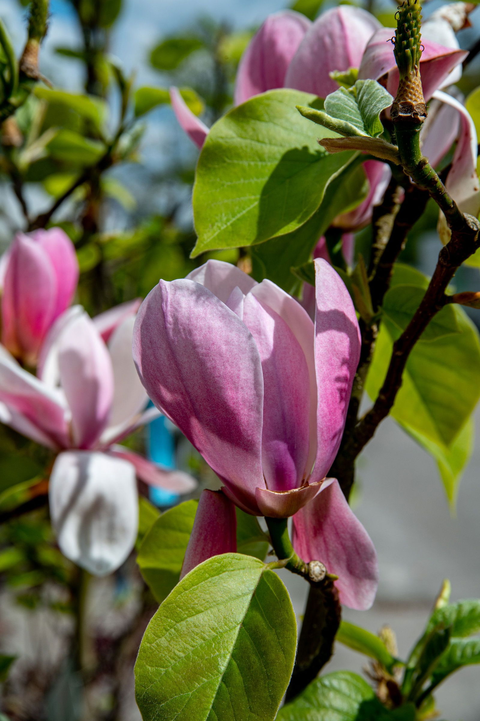 Magnolie Rose Marie - Magnolia Hybride Rose Marie günstig kaufen