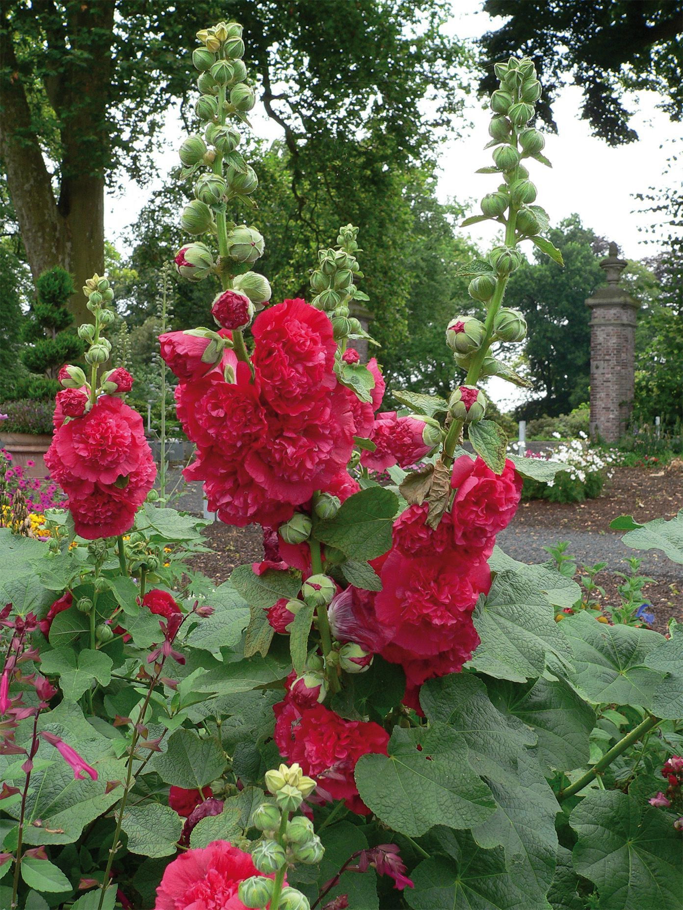 Stockrose Chaters Double Scarlet - Alcea rosea Chaters Double Scarlet ...