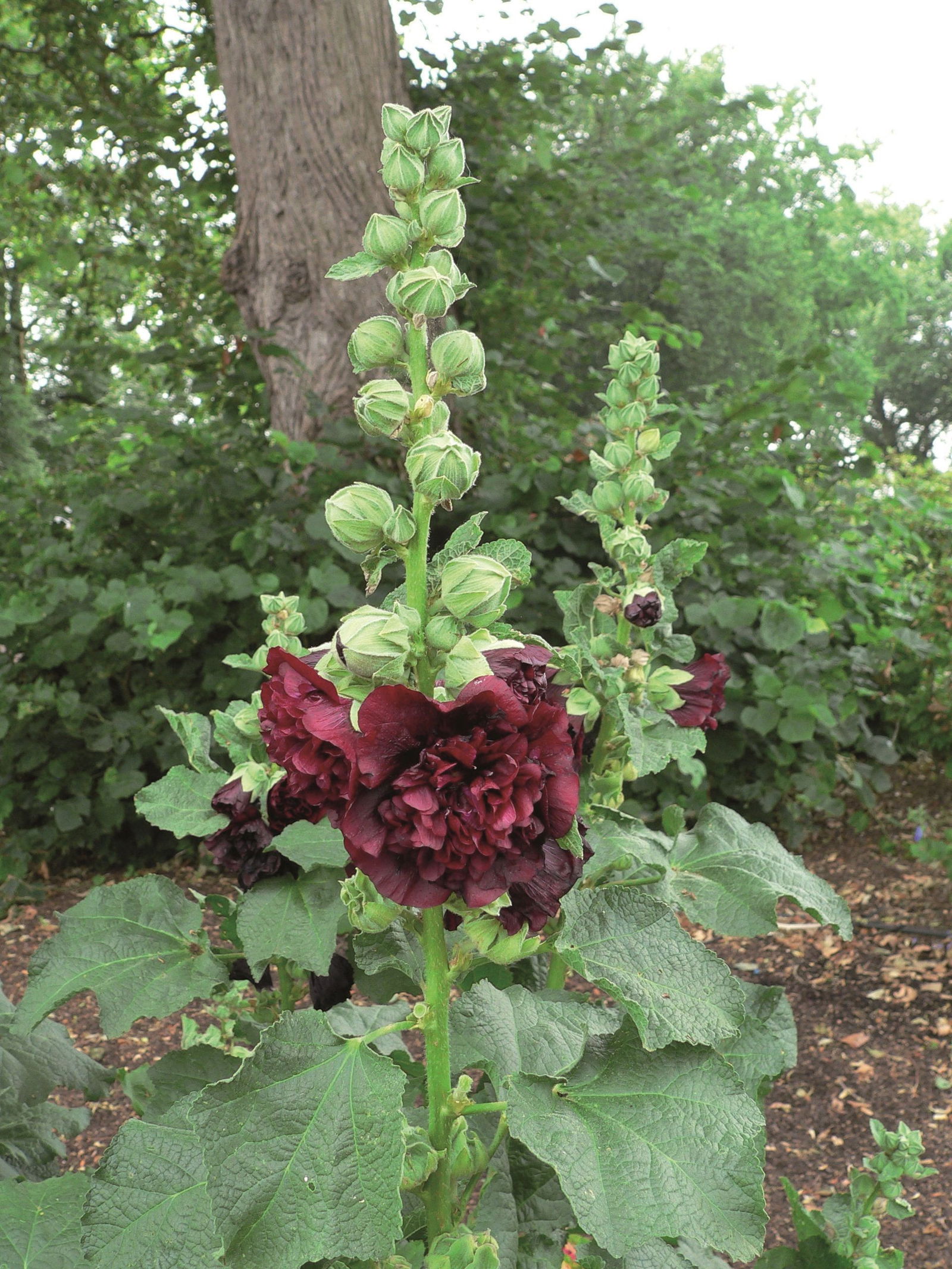 Stockrose Chaters Double Purple - Alcea rosea Chaters Double Purple ...