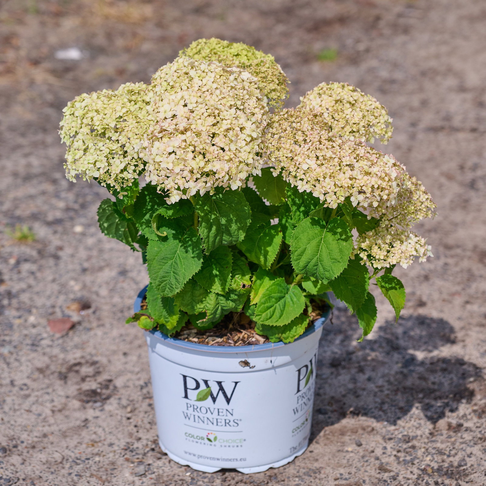 Hortensie Bella Ragazza® Limetta - Hydrangea arborescens Bella Ragazza ...