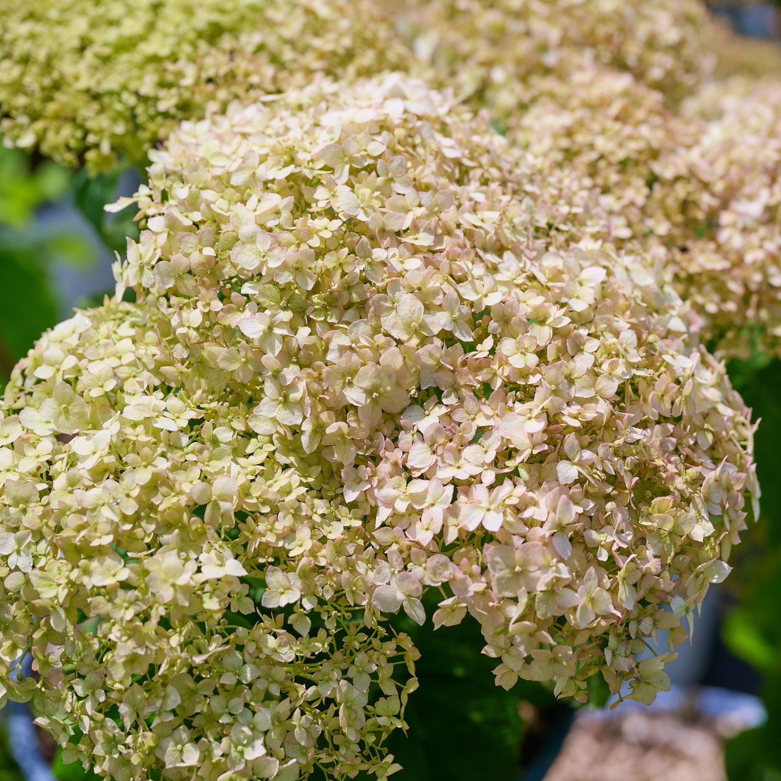 Hortensie Bella Ragazza® Limetta - Hydrangea arborescens Bella Ragazza® Limetta günstig kaufen