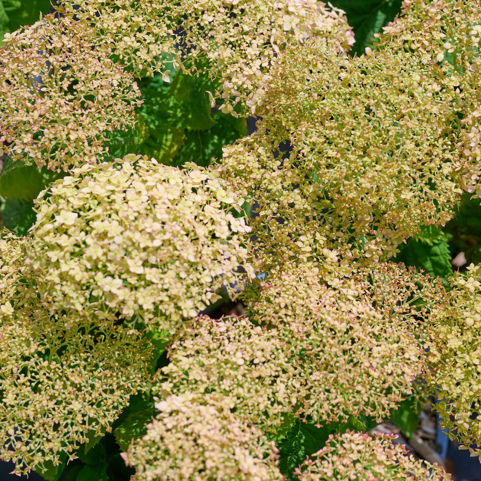 Hortensie Bella Ragazza® Limetta - Hydrangea arborescens Bella Ragazza ...