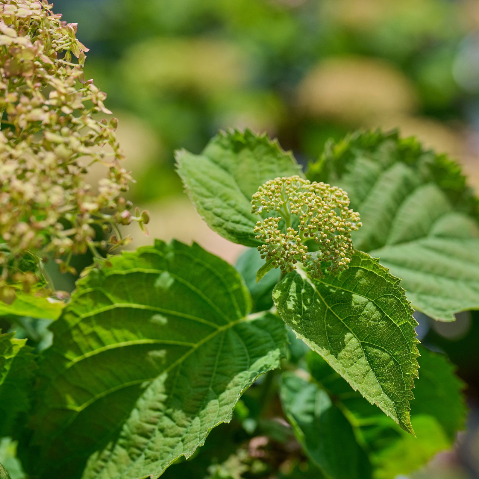 Hortensie Bella Ragazza® Limetta - Hydrangea arborescens Bella Ragazza ...