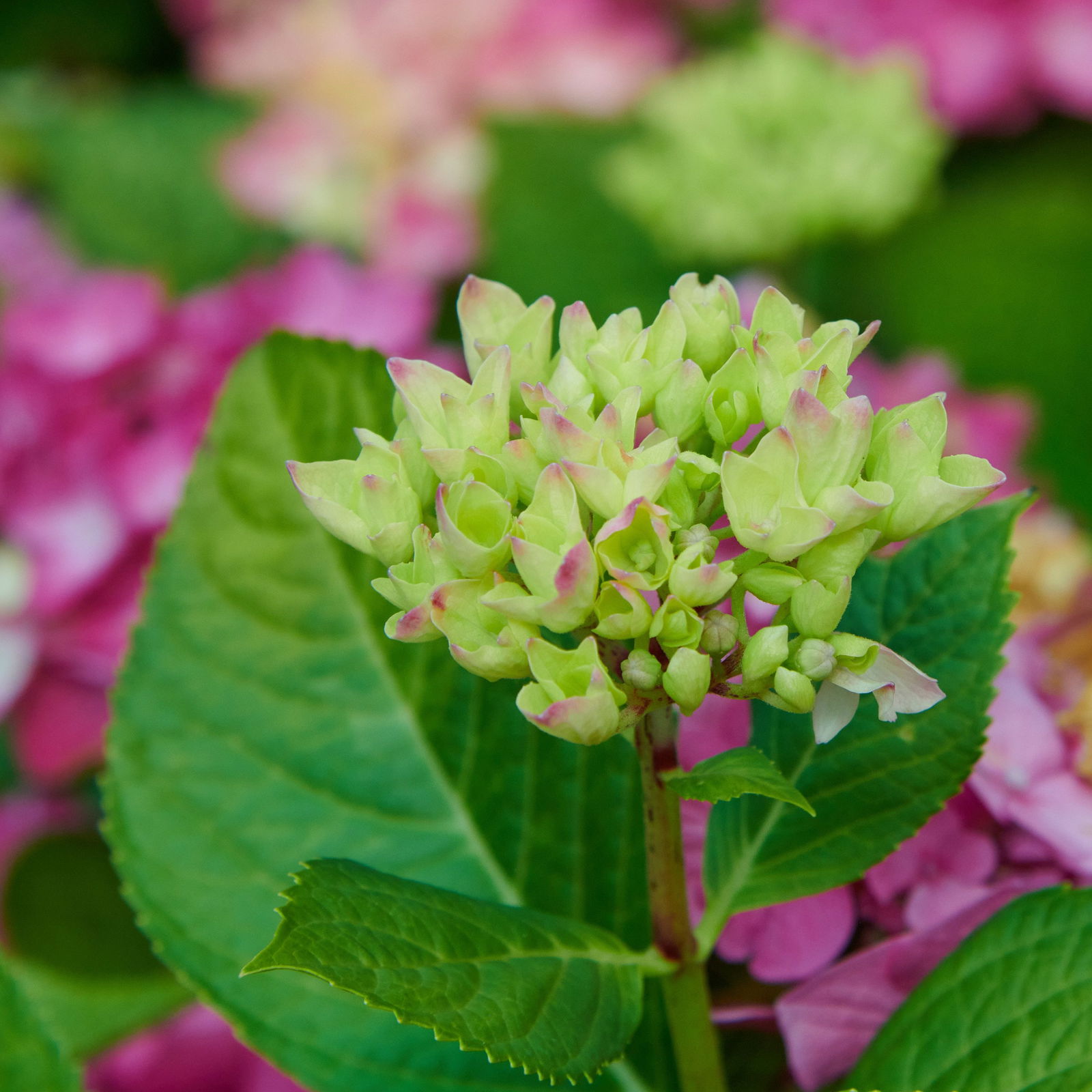Bauernhortensie Diva fiore ® (rosa) - Hydrangea macrophylla Diva fiore ® (rosa) günstig kaufen